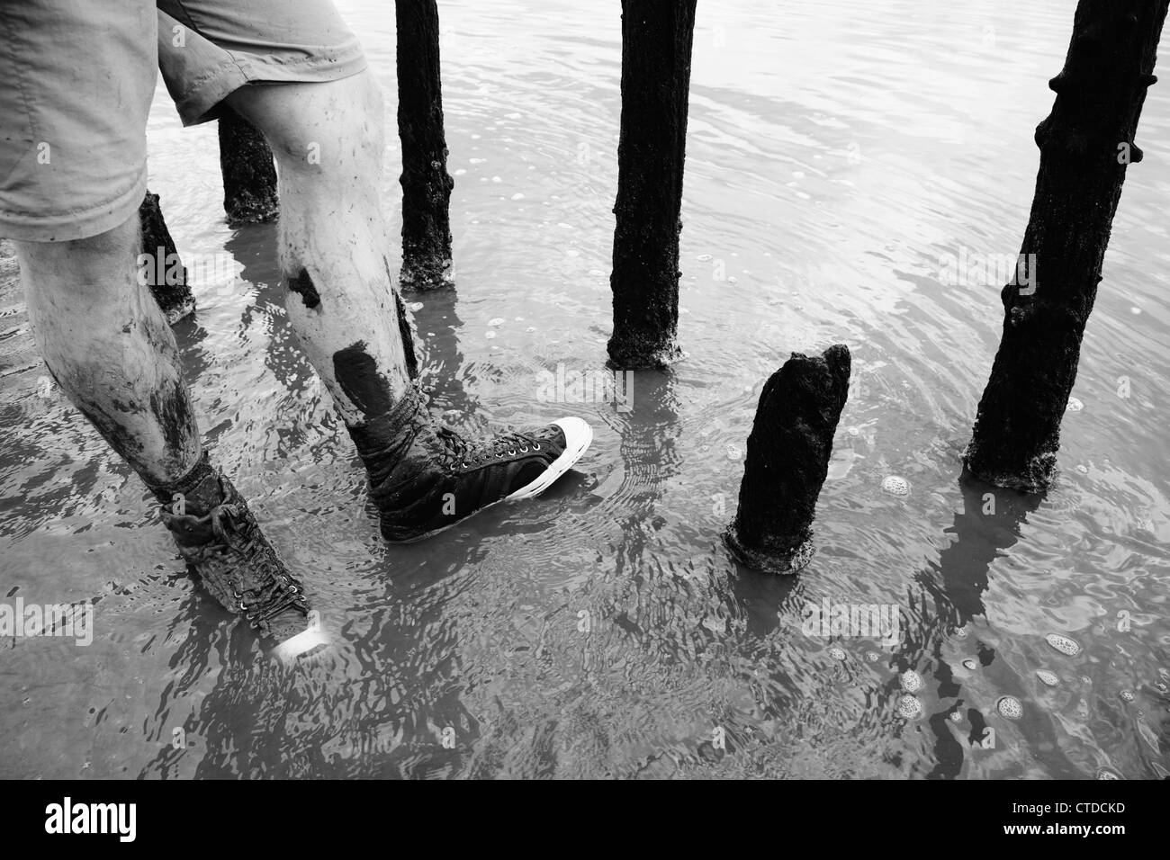 dirty legs during walking on the sea bottom called 'wadlopen' Stock ...