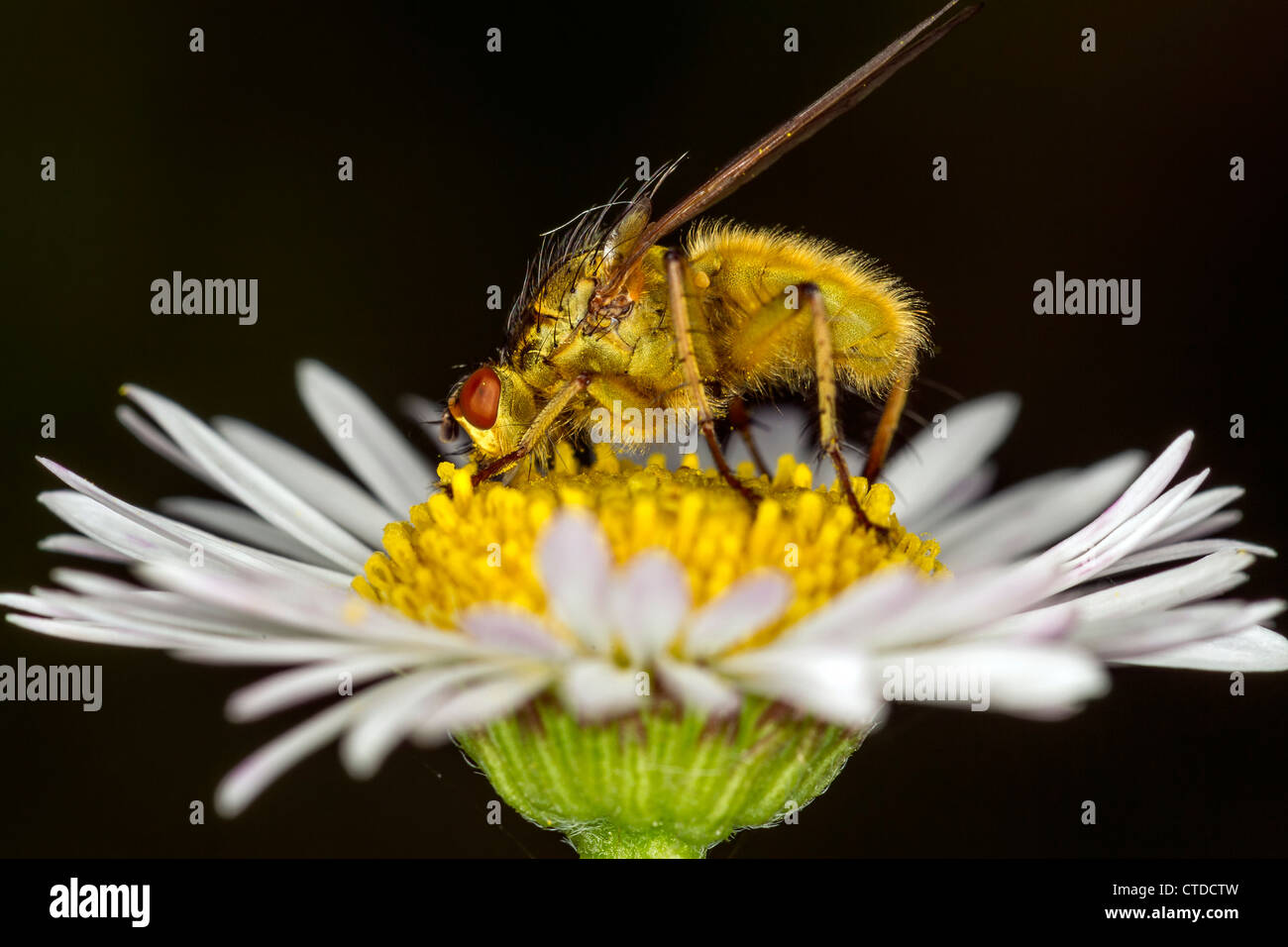 Prominent yellow eye hi-res stock photography and images - Alamy