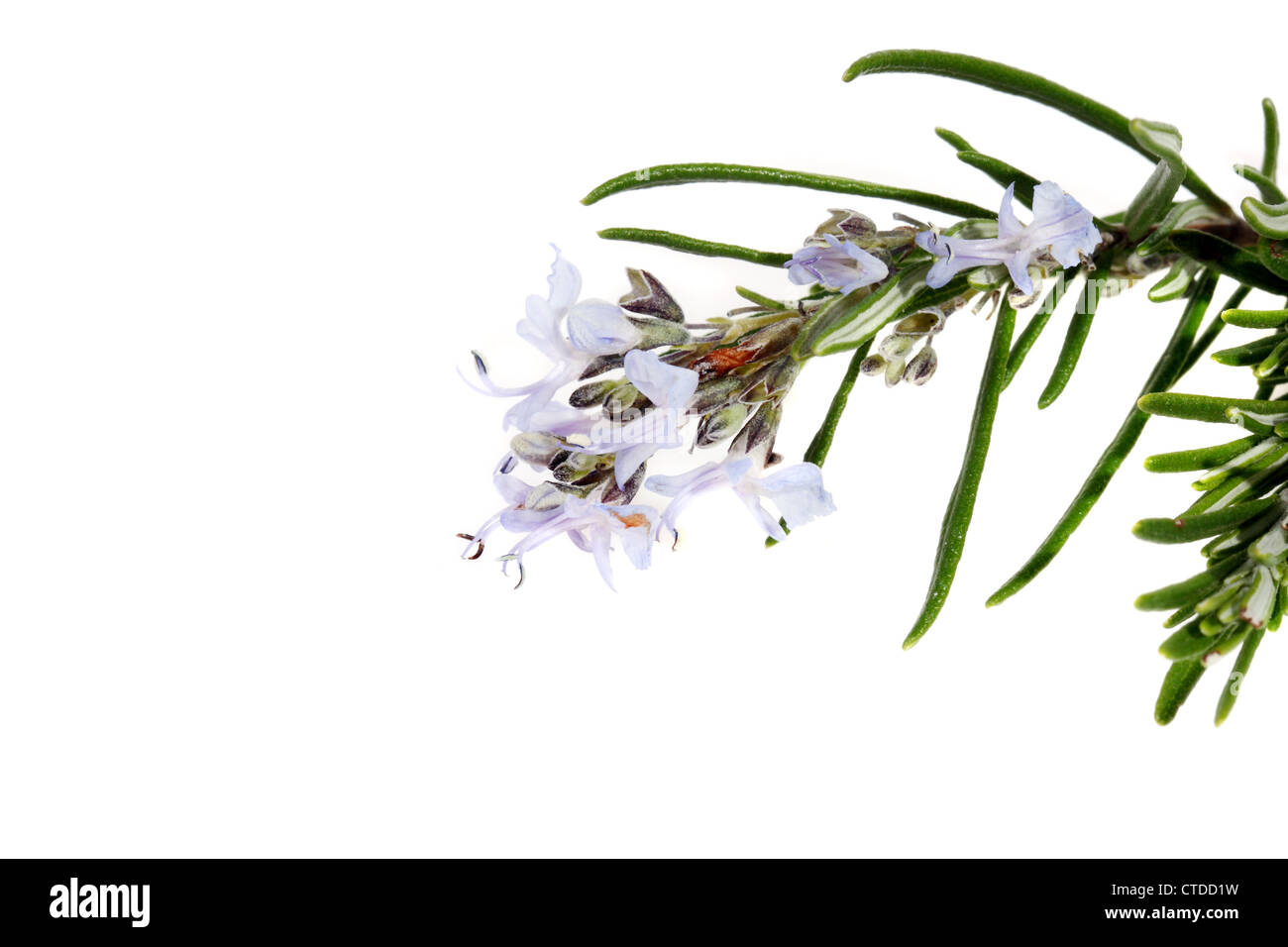 Rosmarinus officinalis rosemary white flowers hi-res stock photography ...