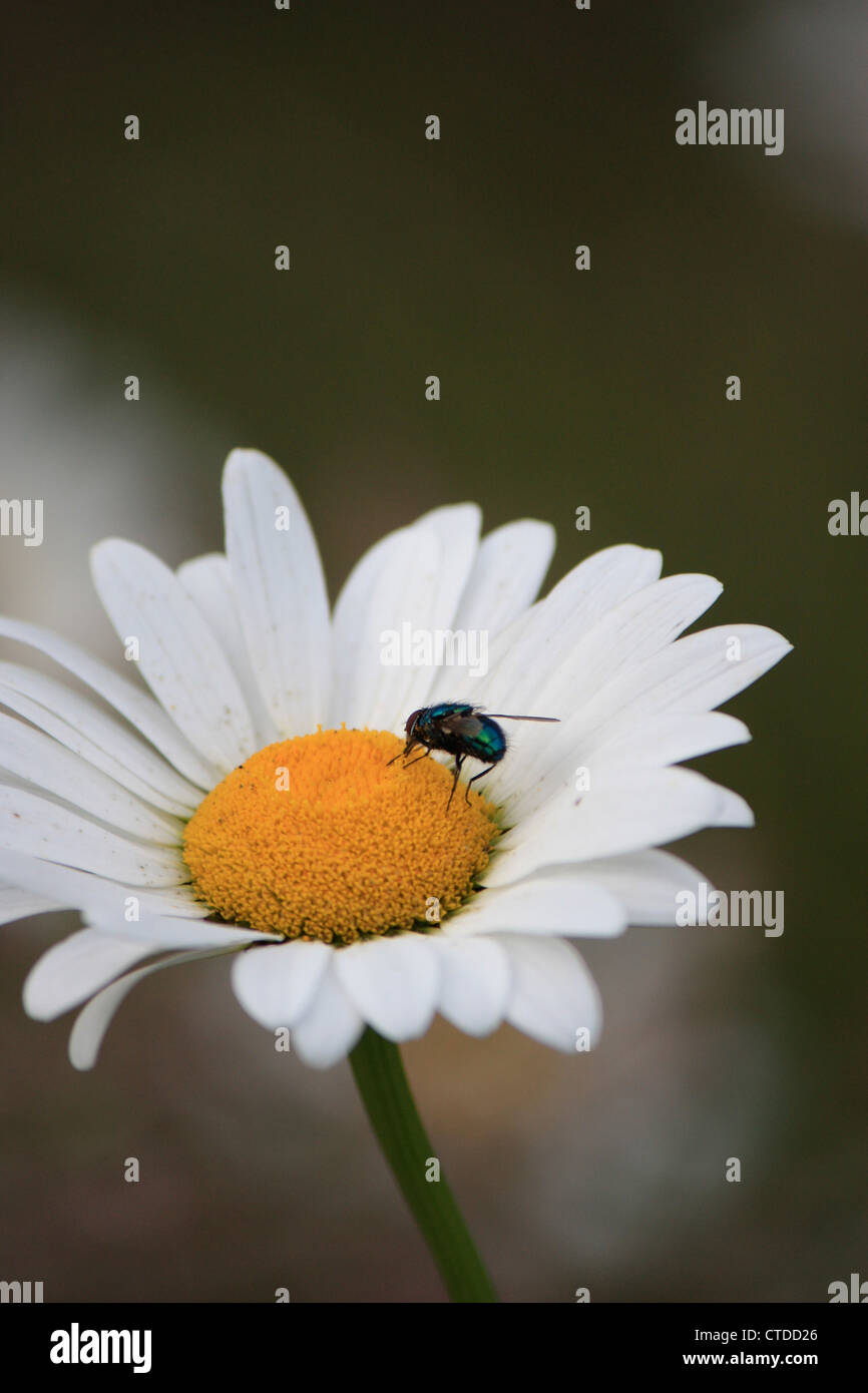 A close up of a daisy with a fly Stock Photo - Alamy
