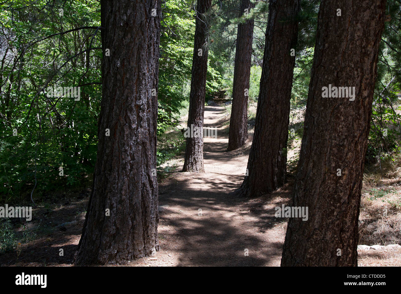 Lake Arrowhead, California - The Sequoia hiking trail at the Heaps Peak ...