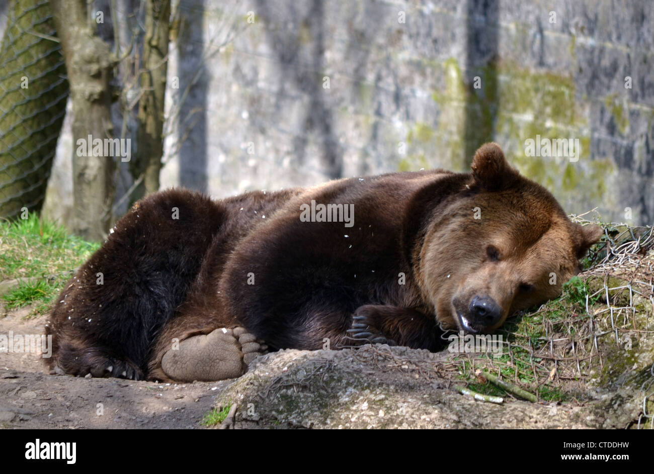 European brown bear Stock Photo - Alamy