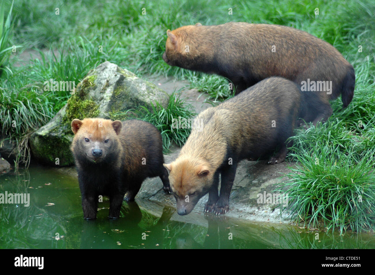 Bush dogs hi-res stock photography and images - Alamy