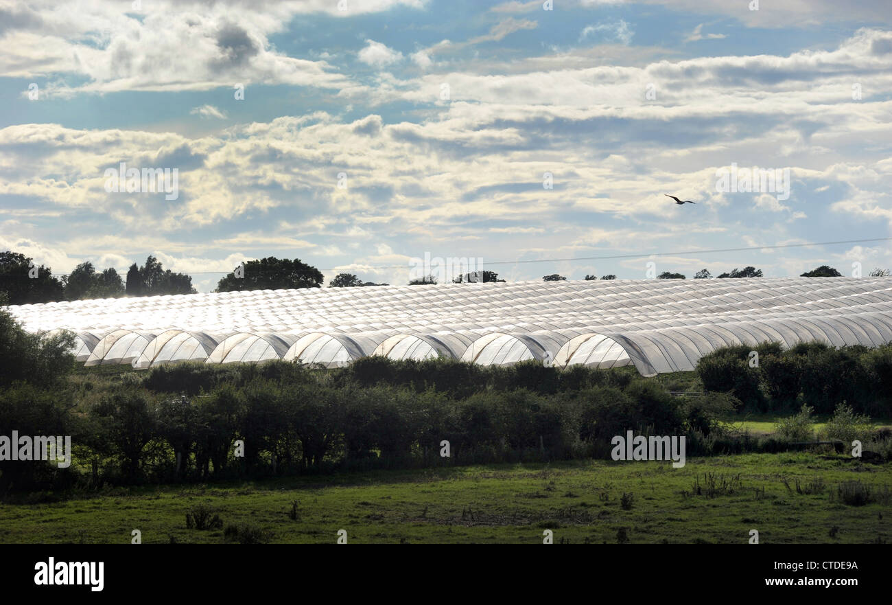 Farming farm greenhouse greenhouses hi-res stock photography and images - Alamy