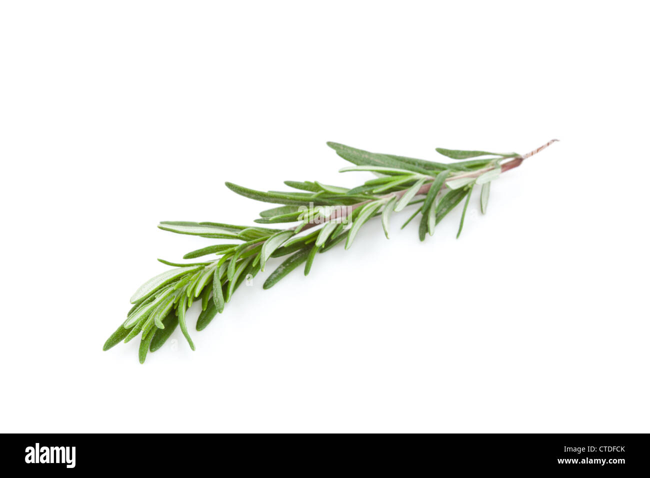 Rosemary food spice close up Cut Out Stock Images & Pictures - Alamy