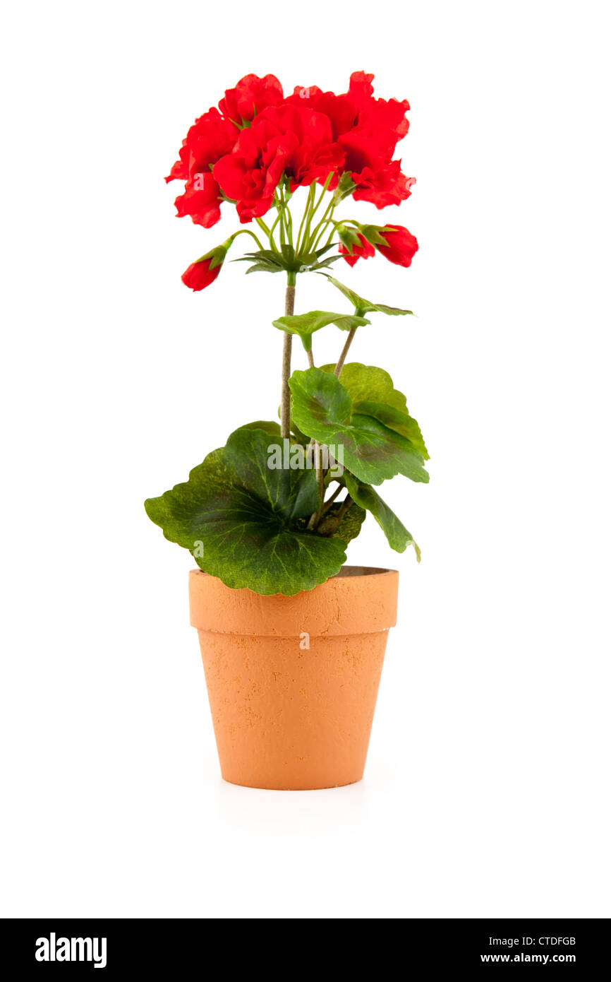 Flower in a pot Stock Photo - Alamy