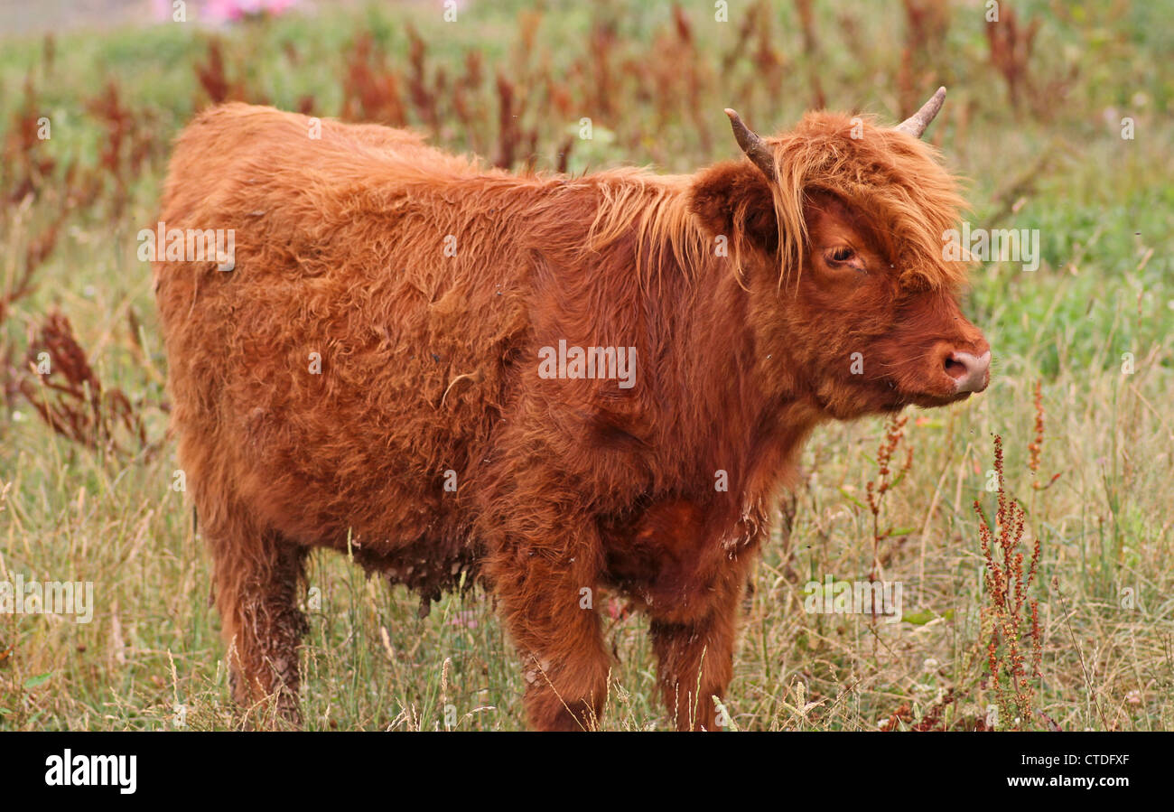 A beef cow heifer Stock Photo - Alamy