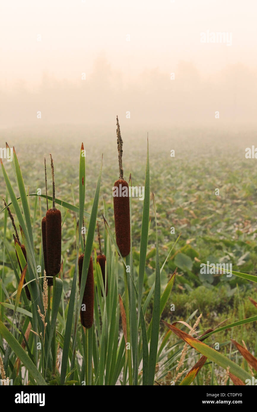 Cattail reeds in a marsh Stock Photo - Alamy