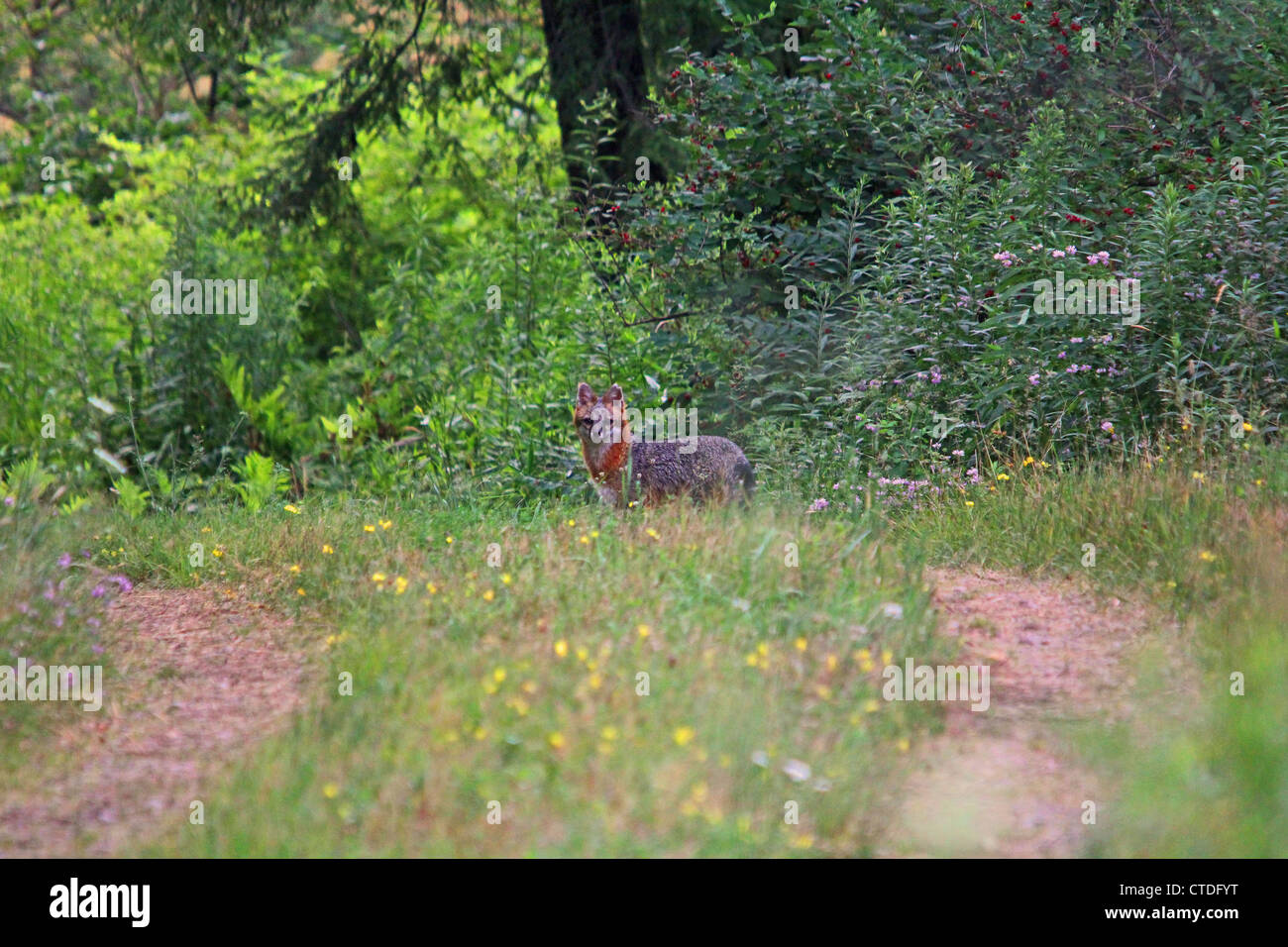A grey fox on a country lane Stock Photo - Alamy
