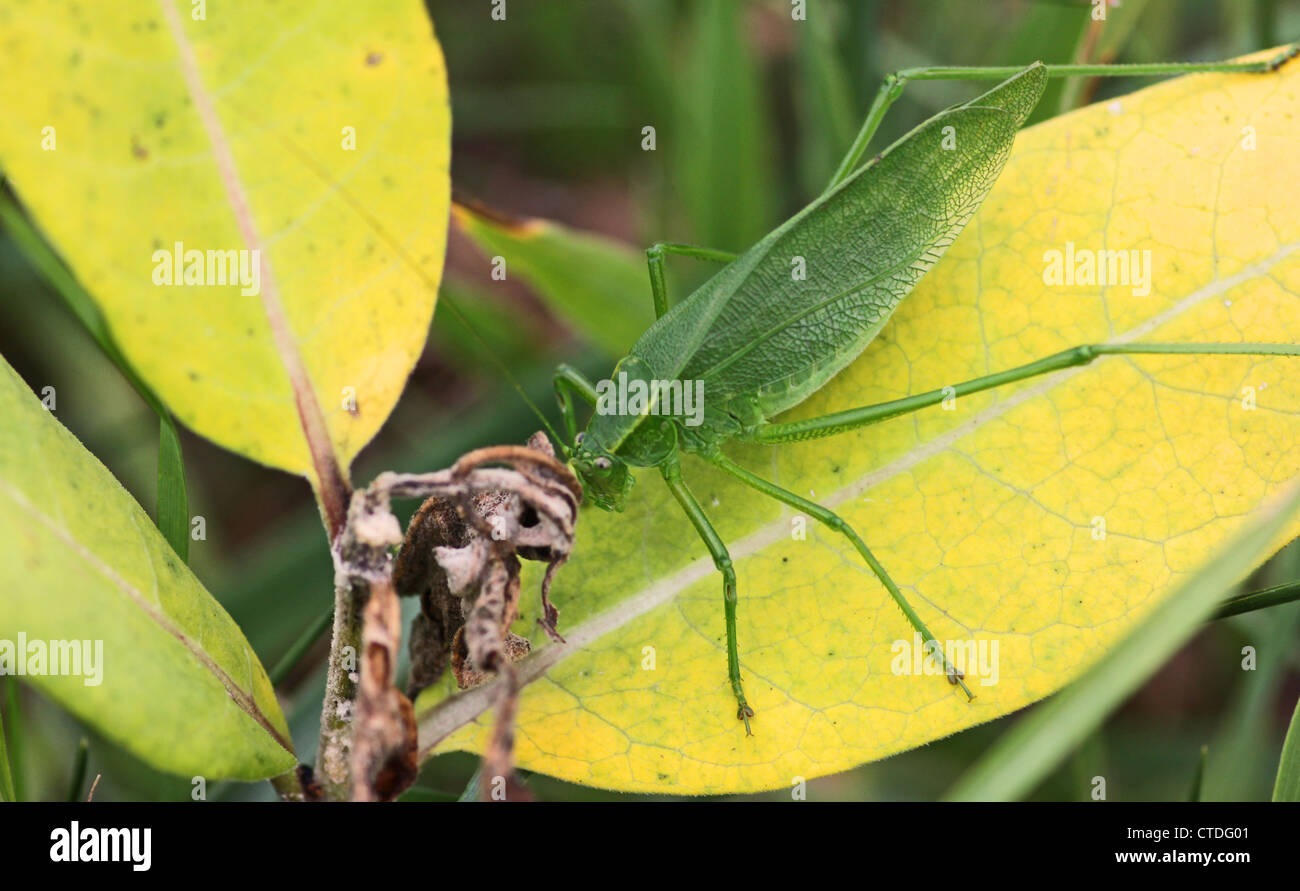Katydid camouflage hi-res stock photography and images - Alamy