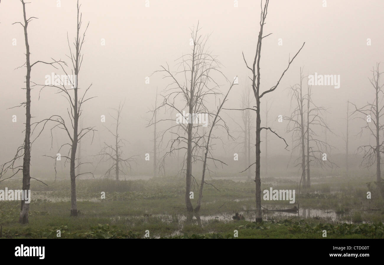 Timber Swamp High Resolution Stock Photography and Images - Alamy