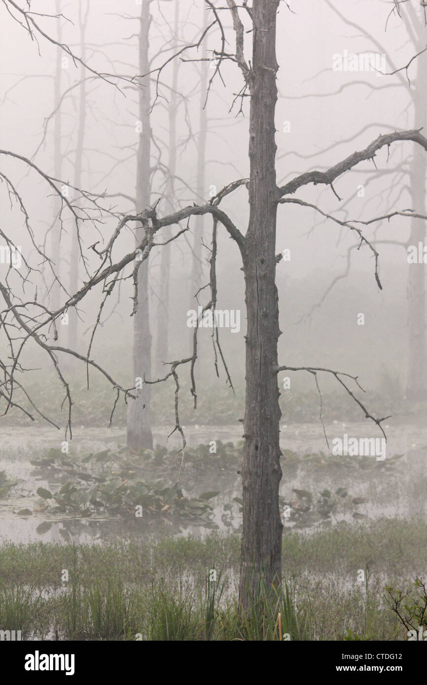 A spooky tree in a swamp Stock Photo - Alamy