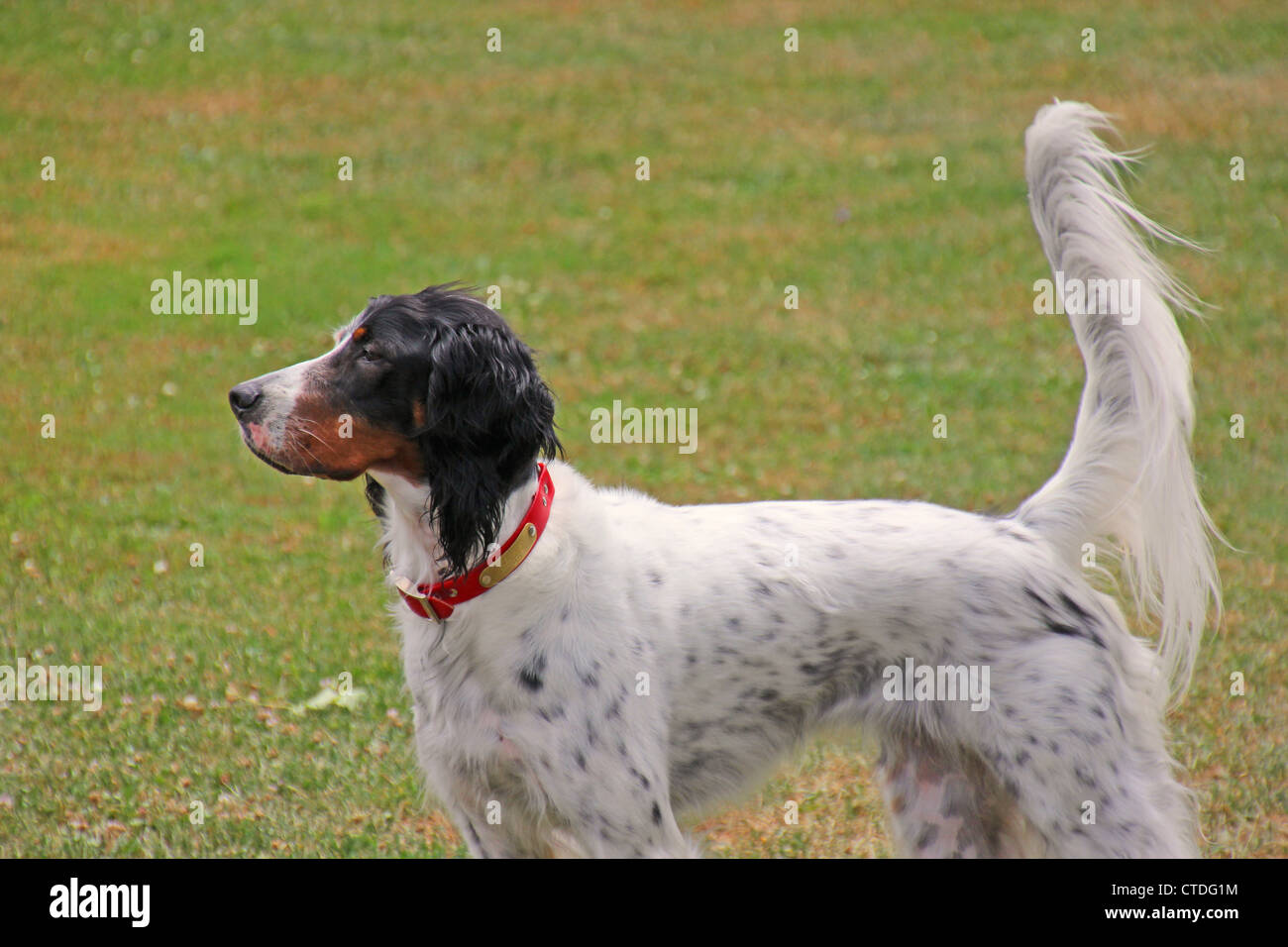 English Bird Dog On Point High Resolution Stock Photography and Images ...