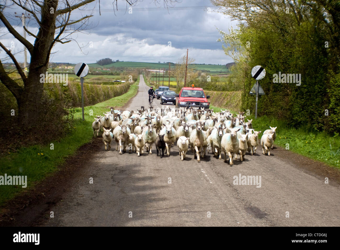 Sheep blocking the road not letting any cars bikes or motorists pass ...