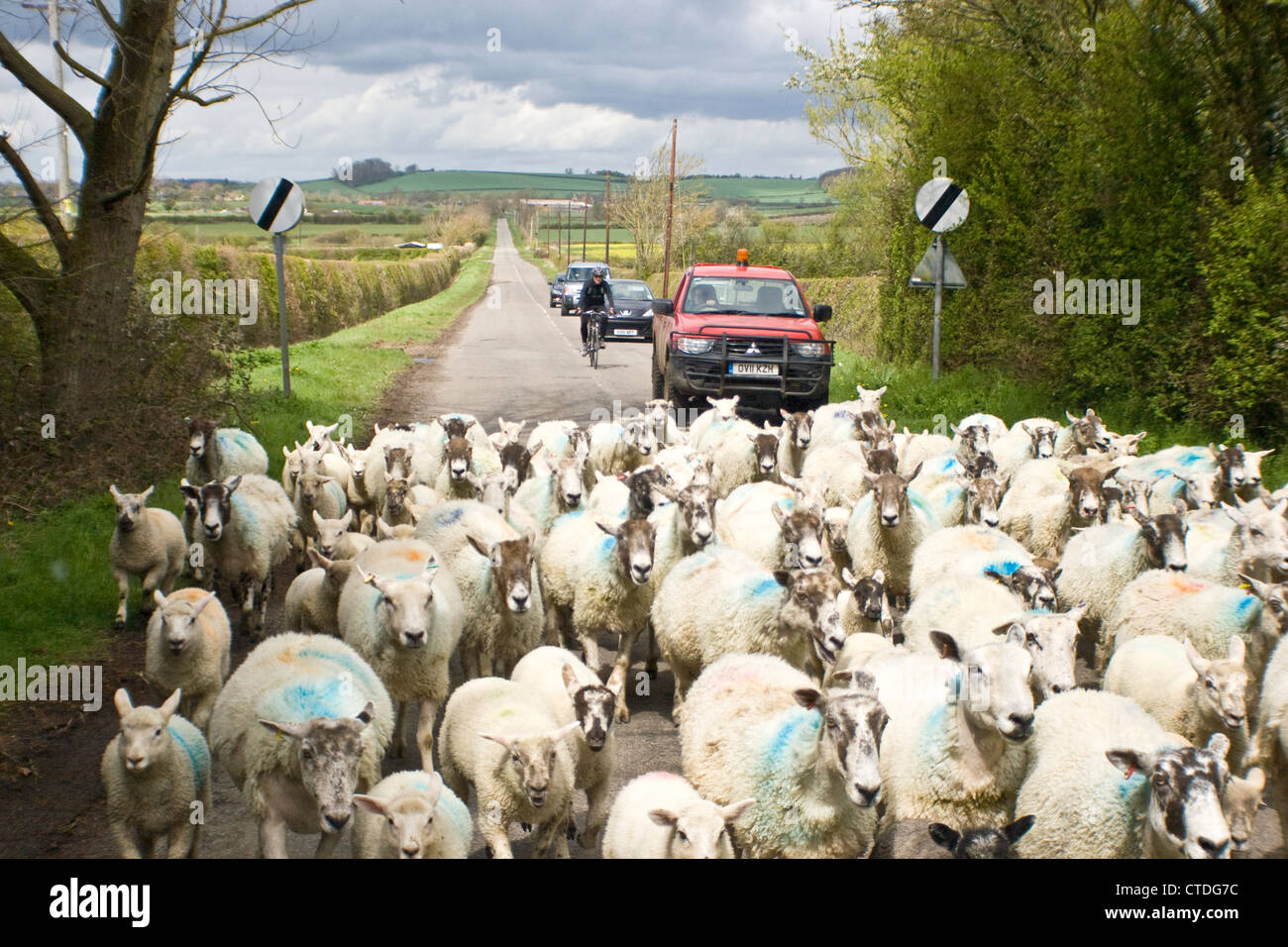 Stuck sheep hi-res stock photography and images - Alamy