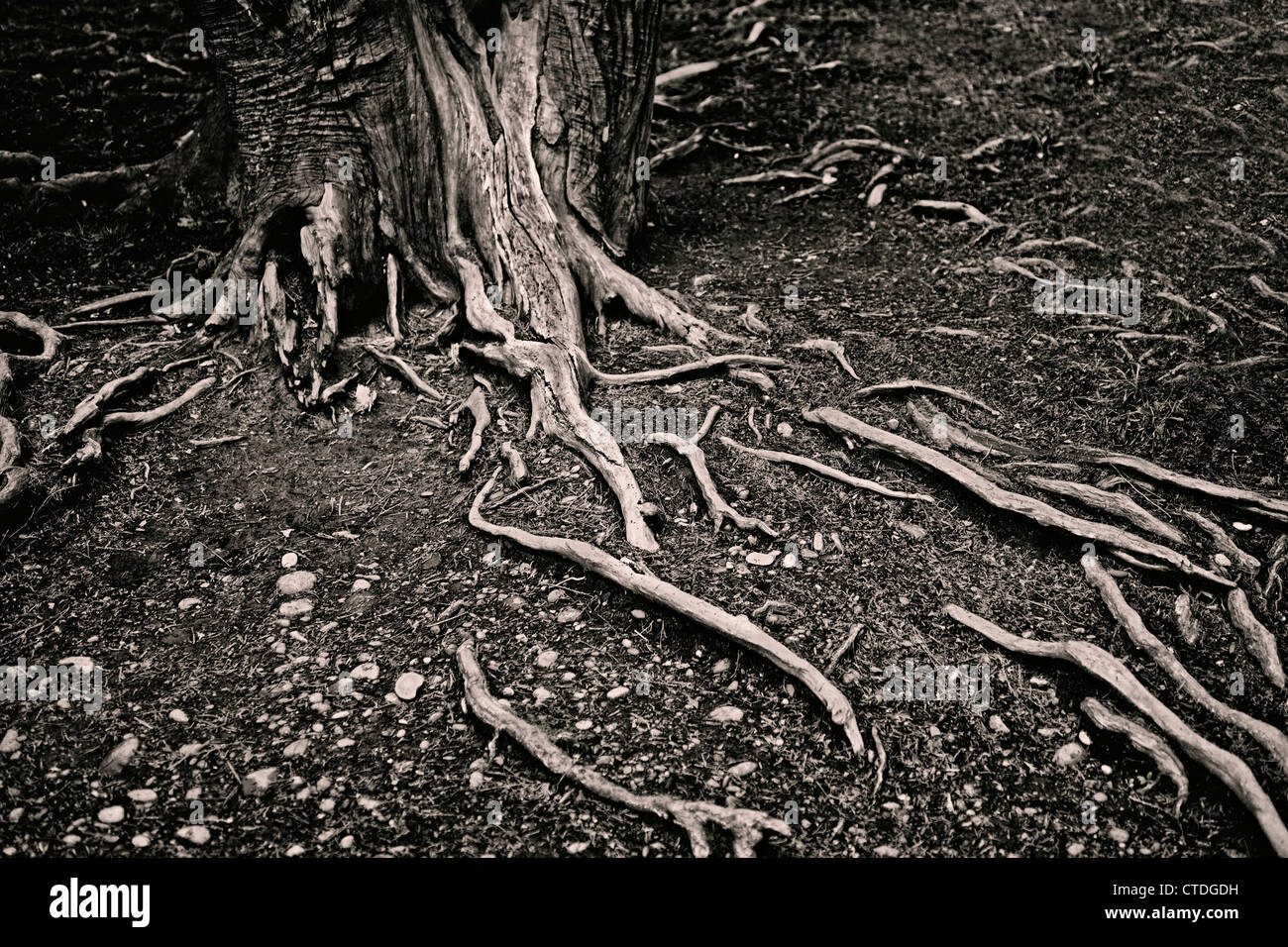 tree roots on the soil closeup Stock Photo - Alamy