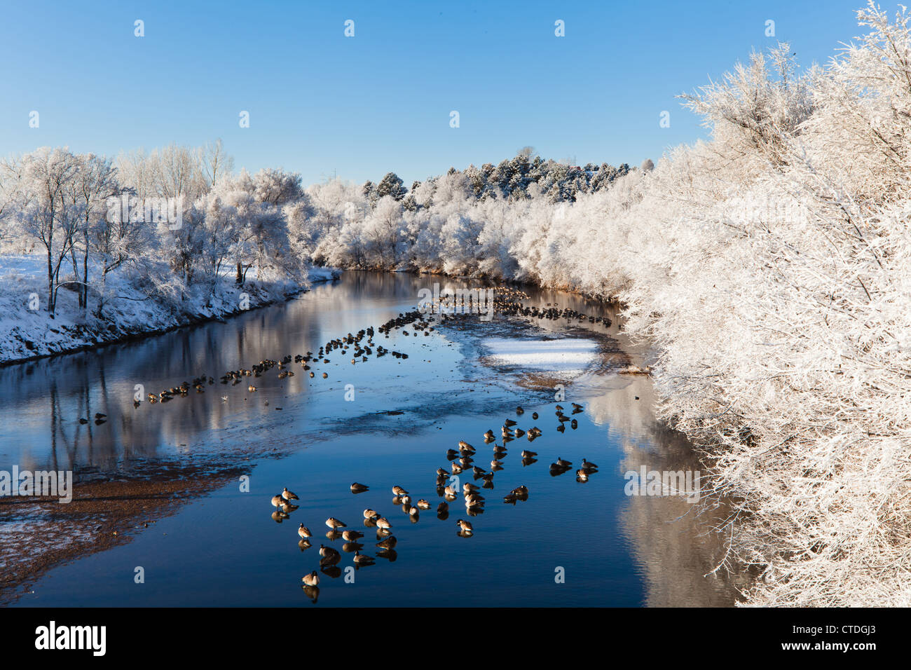 Geese rest on the South Platte River near Ruby Hill Park in Denver ...