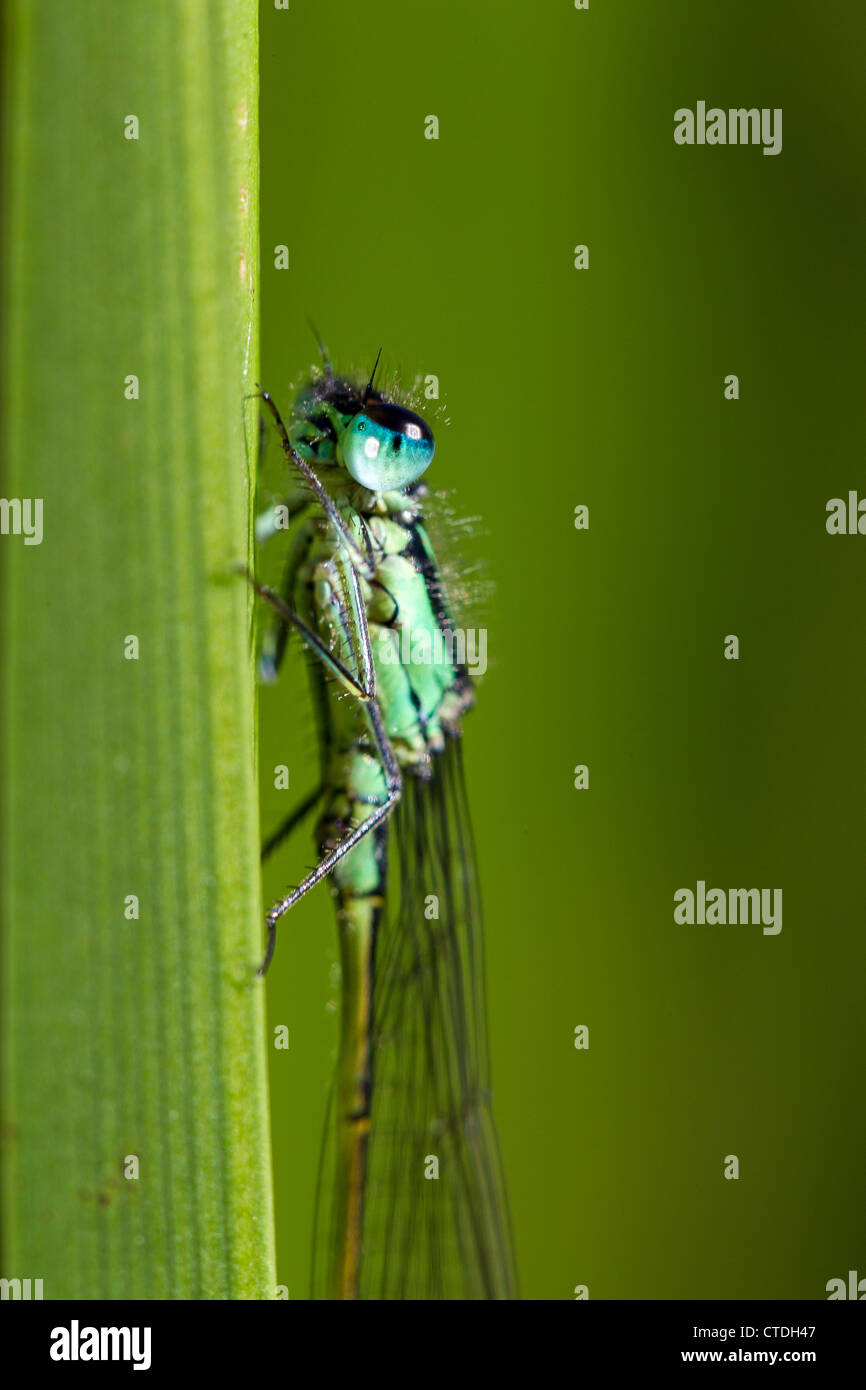 Blue damsel hi-res stock photography and images - Alamy