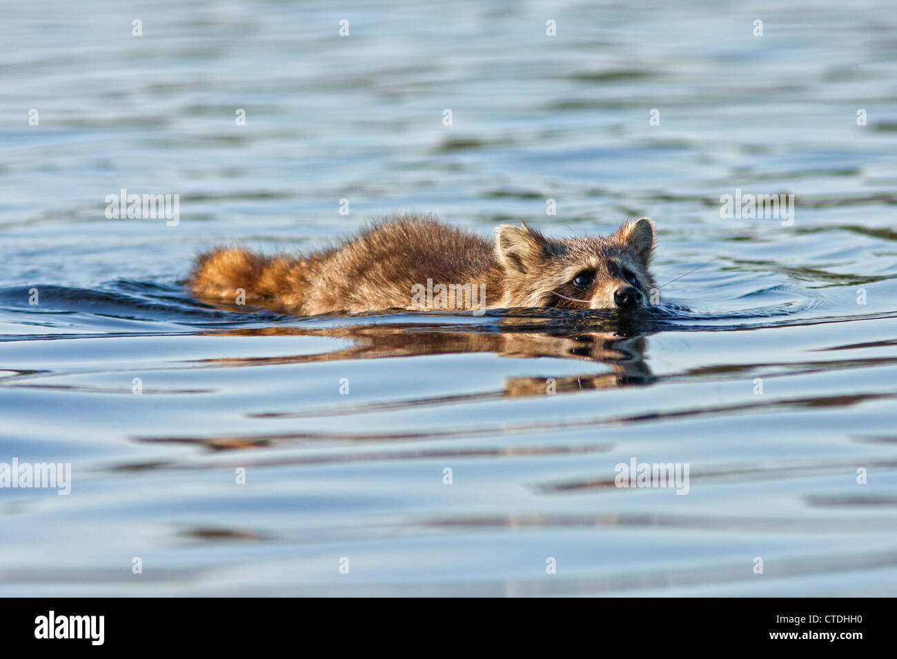 Raccoon swimming across lake in Northern Michigan Stock Photo - Alamy