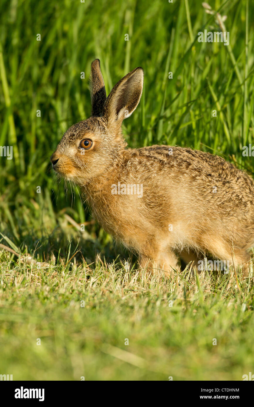 Levrett hi-res stock photography and images - Alamy