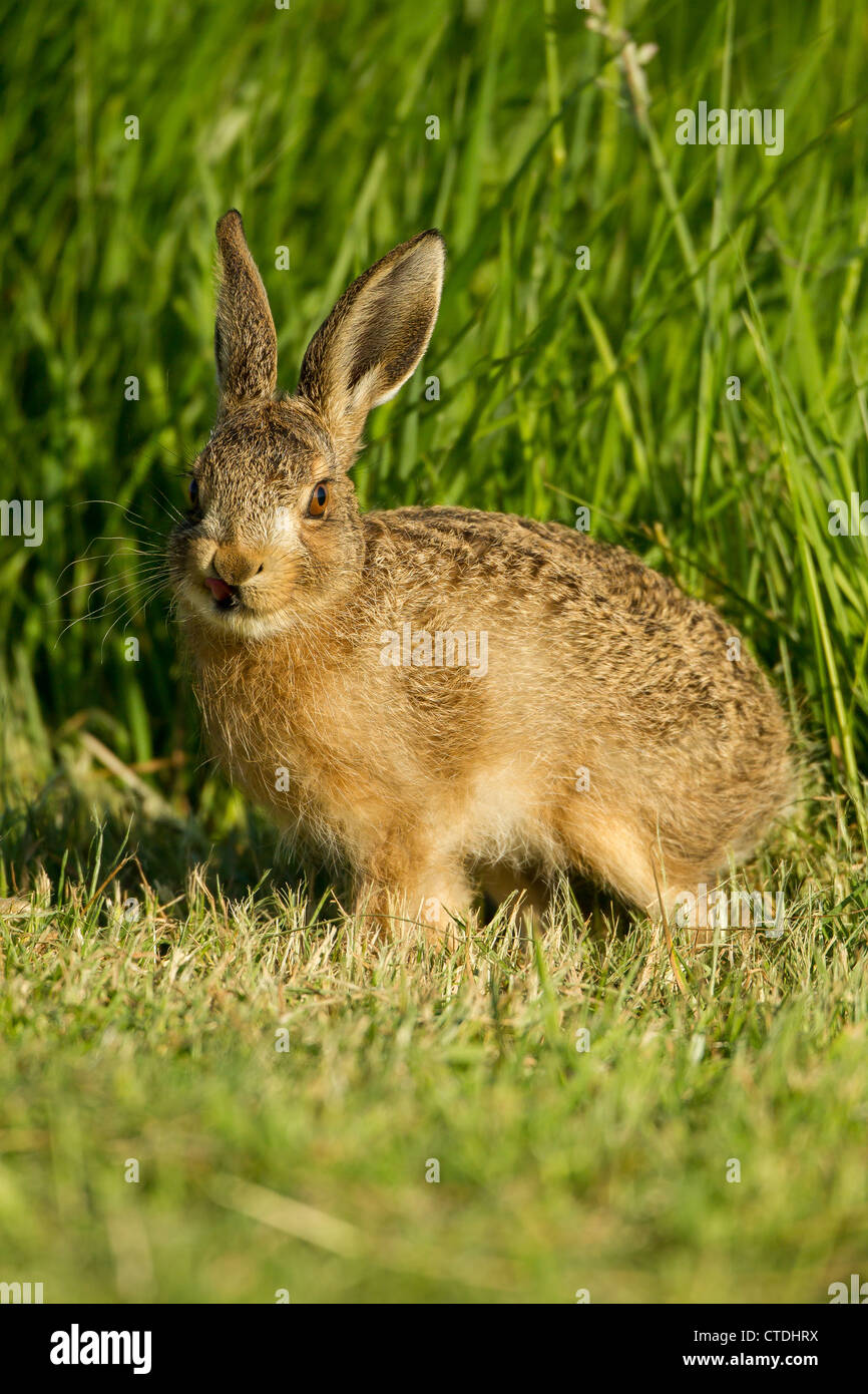 Levrett hi-res stock photography and images - Alamy