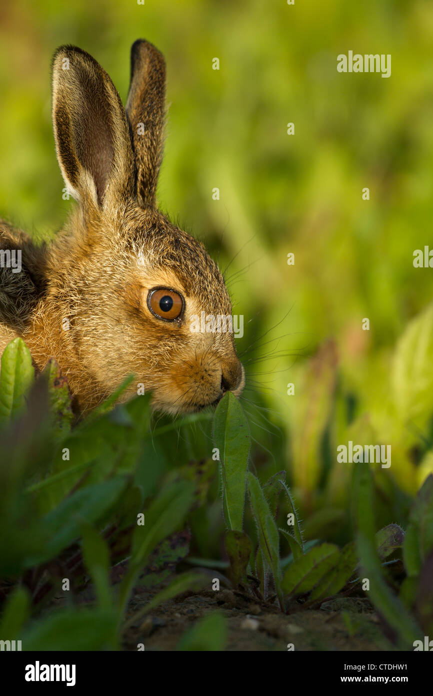 Levrett hi-res stock photography and images - Alamy