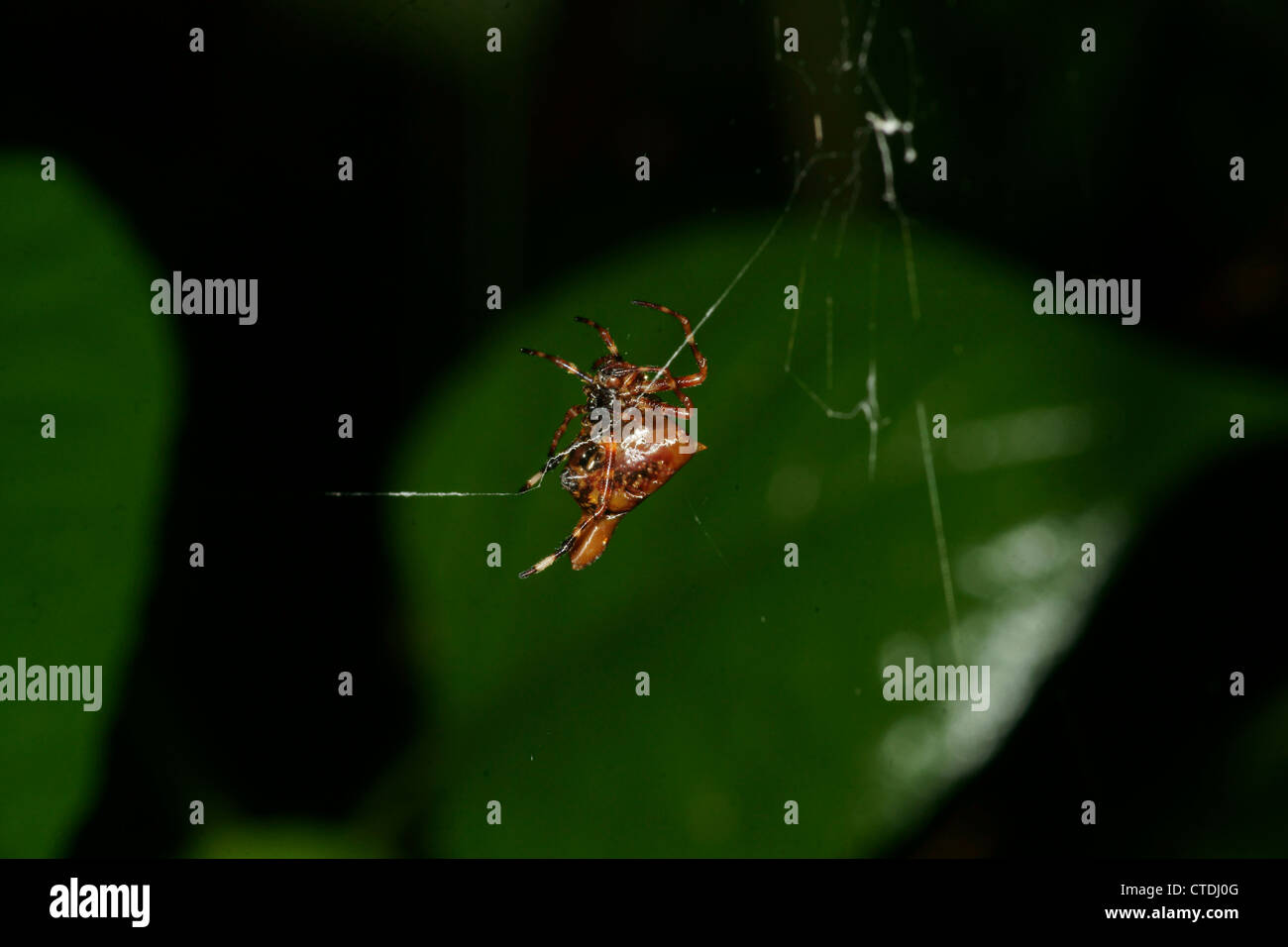 Arrowhead spider hi-res stock photography and images - Alamy