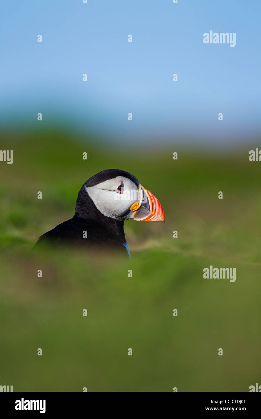 Puffin depth of field hi-res stock photography and images - Alamy