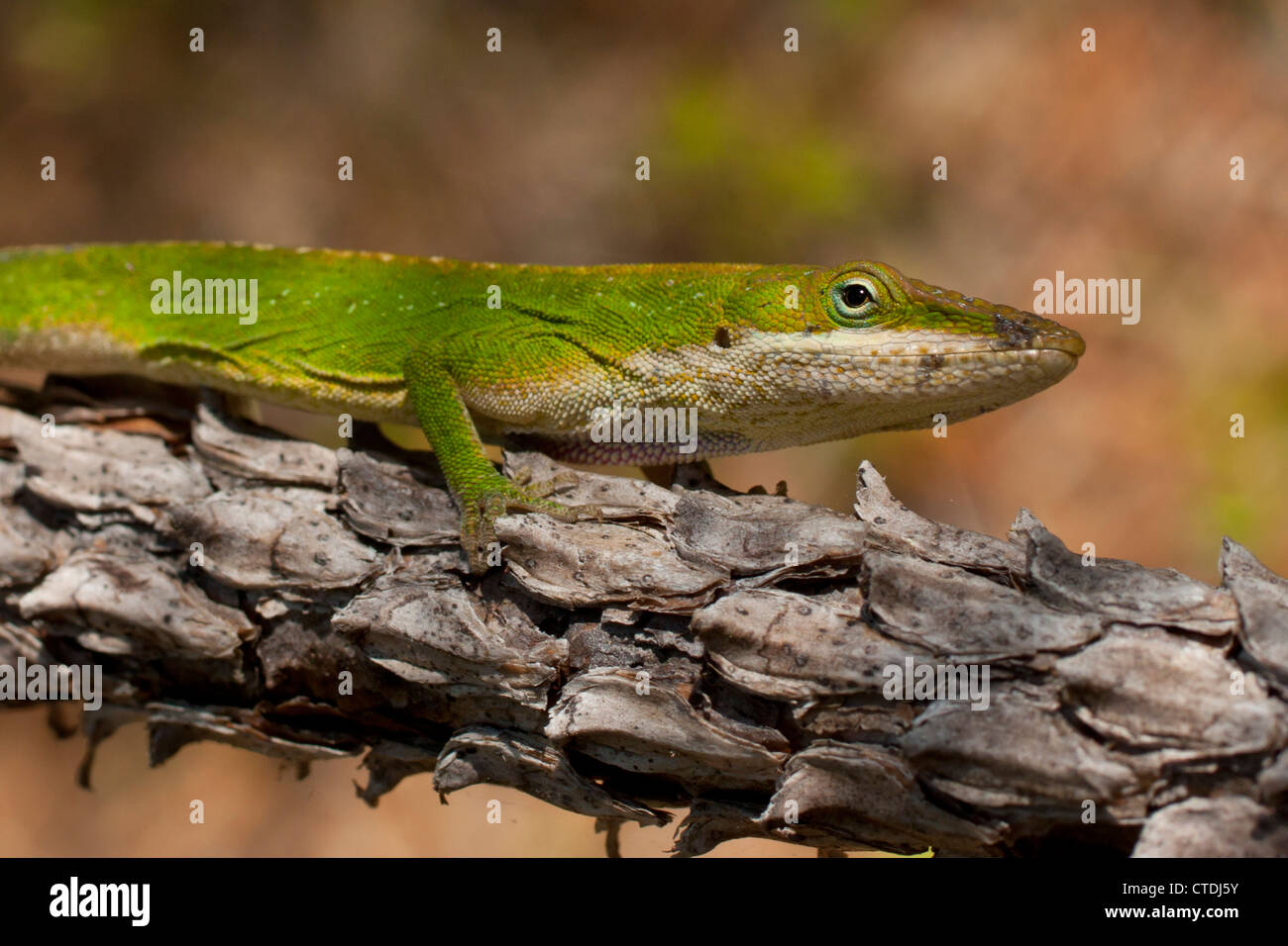 Green anole on a pine branch - Anolis carolinensis Stock Photo - Alamy