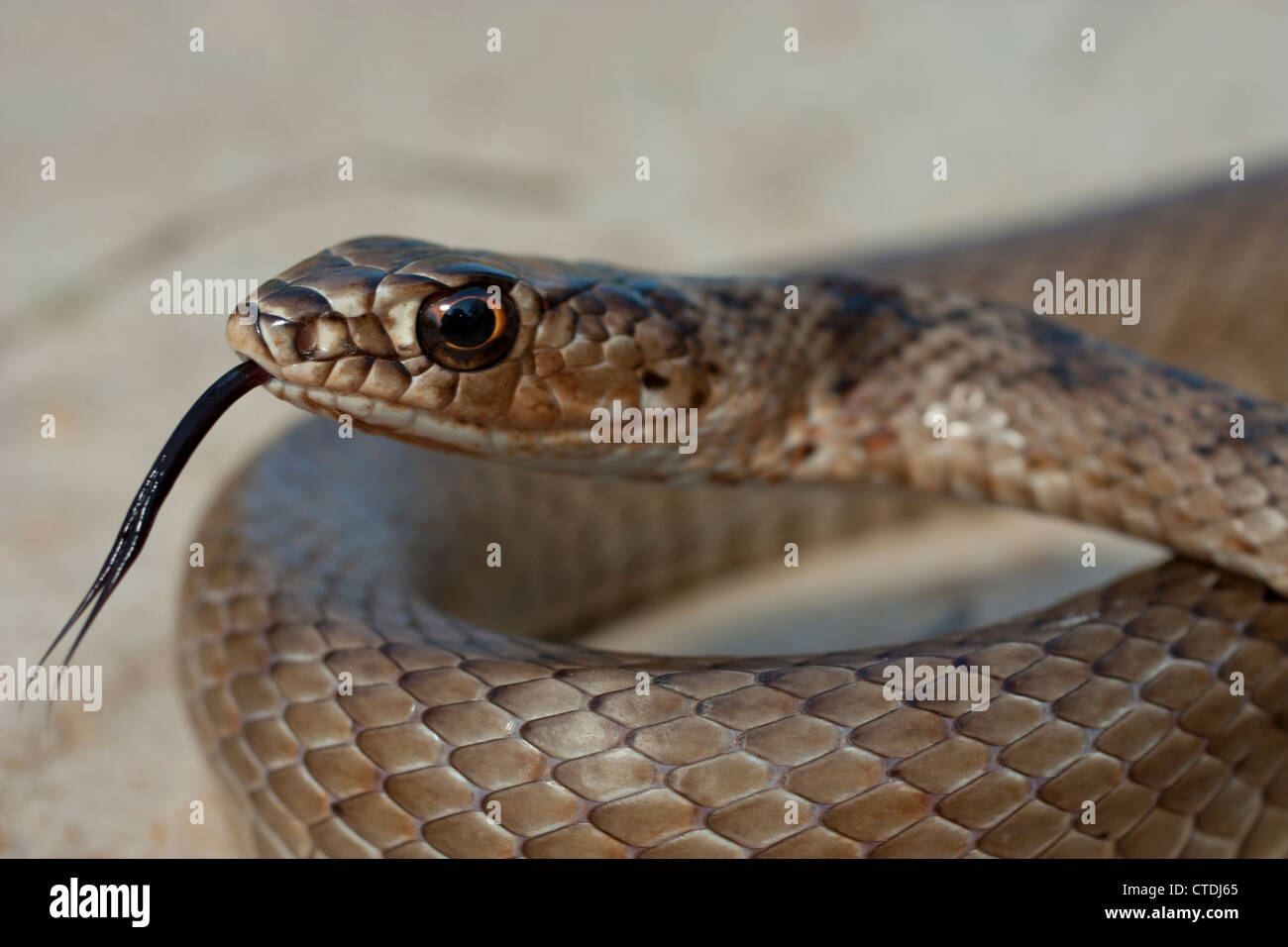 Coachwhip snake - Masticophis flagellum Stock Photo - Alamy
