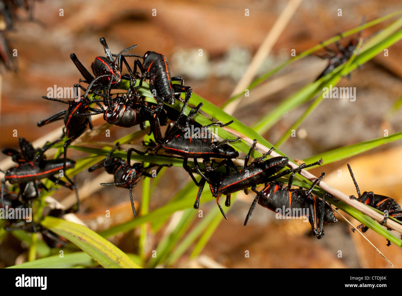 Baby Grasshopper Black