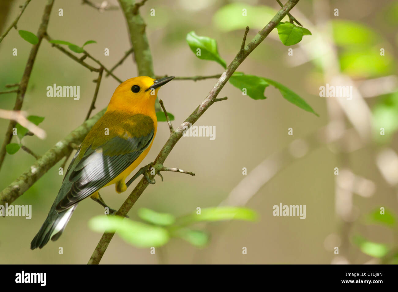 Prothonotary warblers hi-res stock photography and images - Alamy