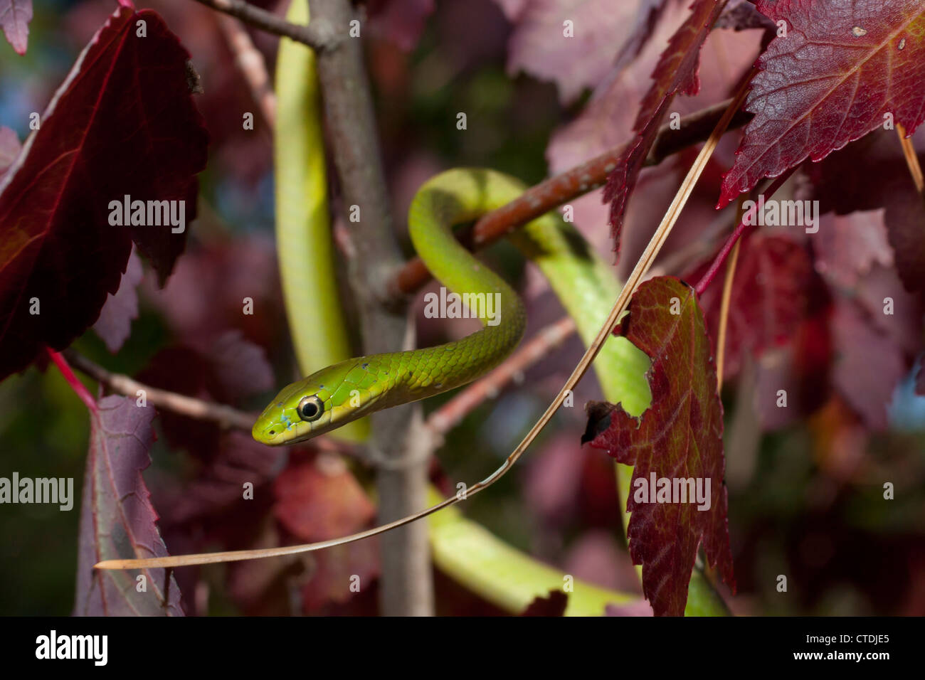 Slender green tree snake hi-res stock photography and images - Alamy
