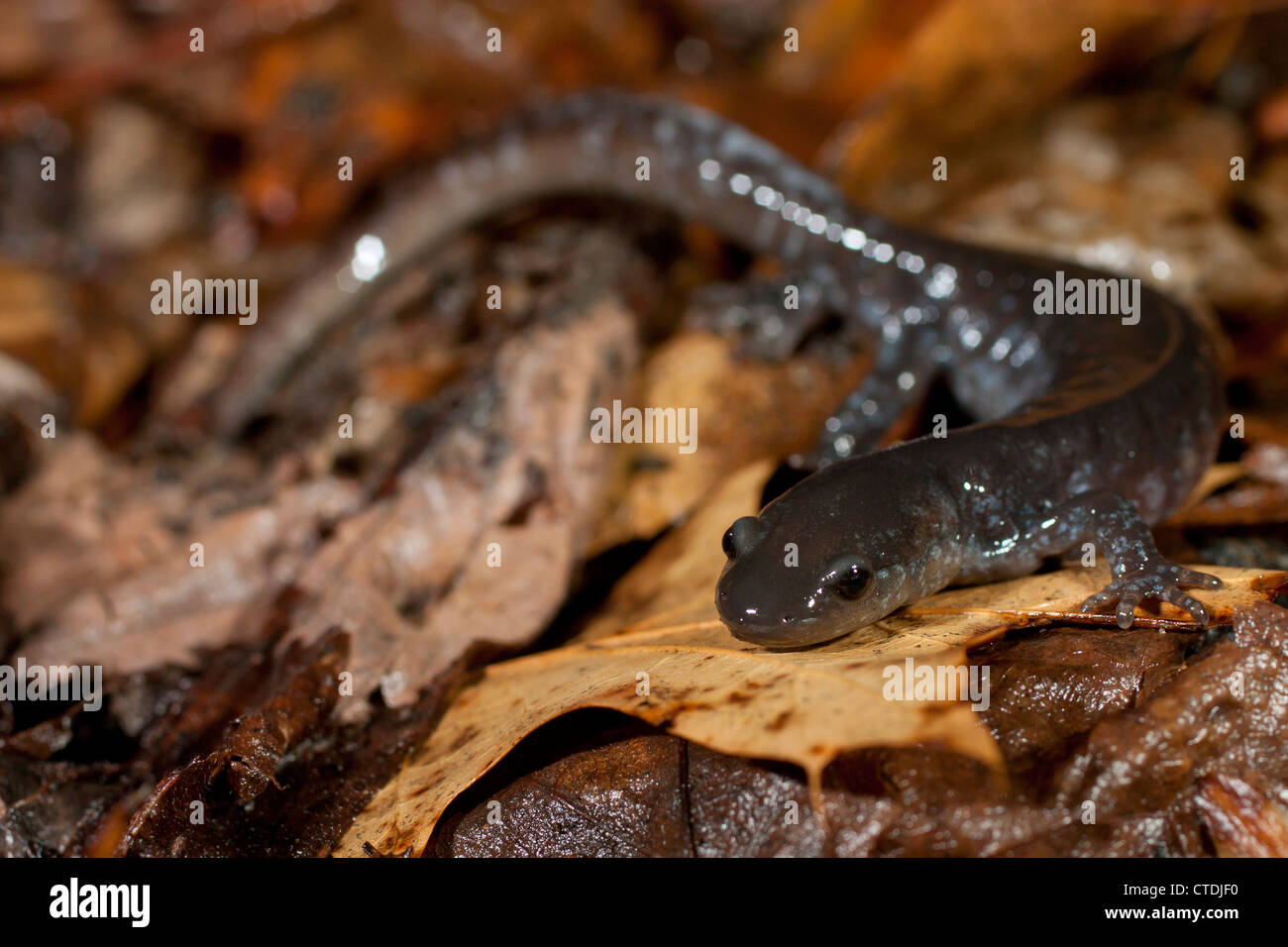 Hybrid blue-spotted and jefferson salamander (Ambystoma laterale x ...