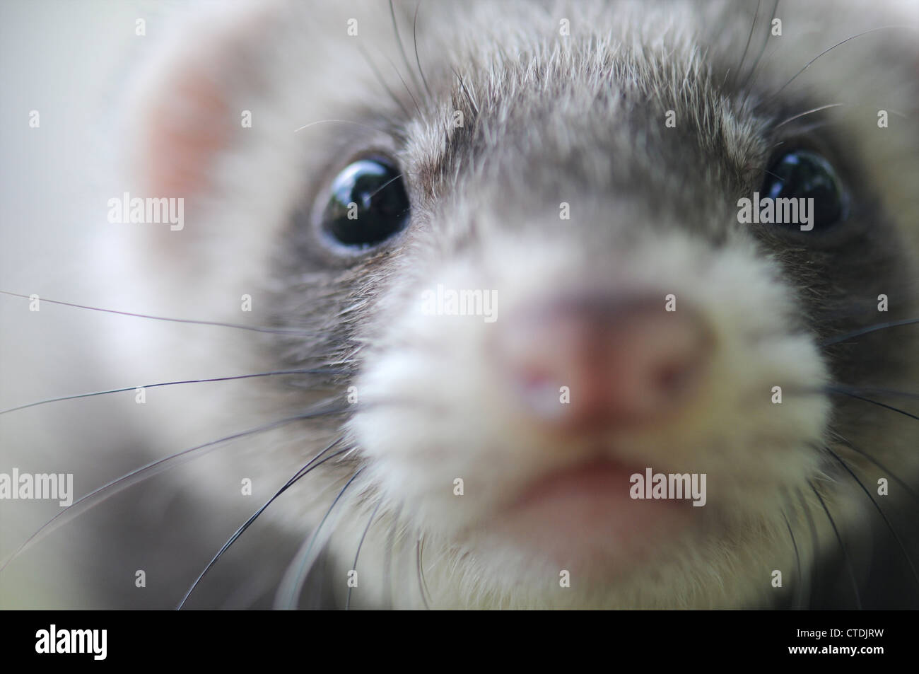 A pet ferret in a grassy park at St James' Park in London Stock Photo ...