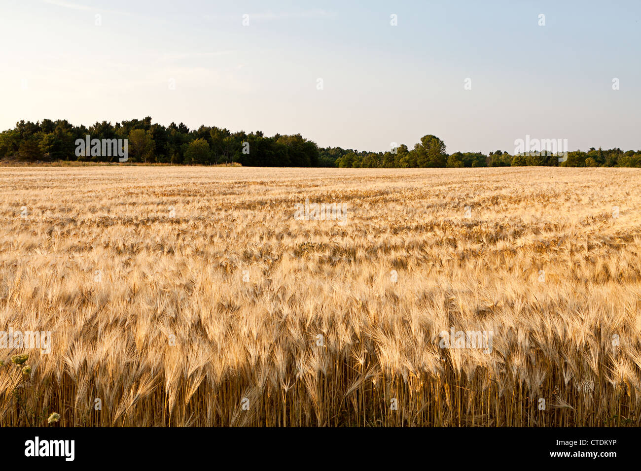 field of barley,barley field,Hordeum vulgare L Stock Photo - Alamy