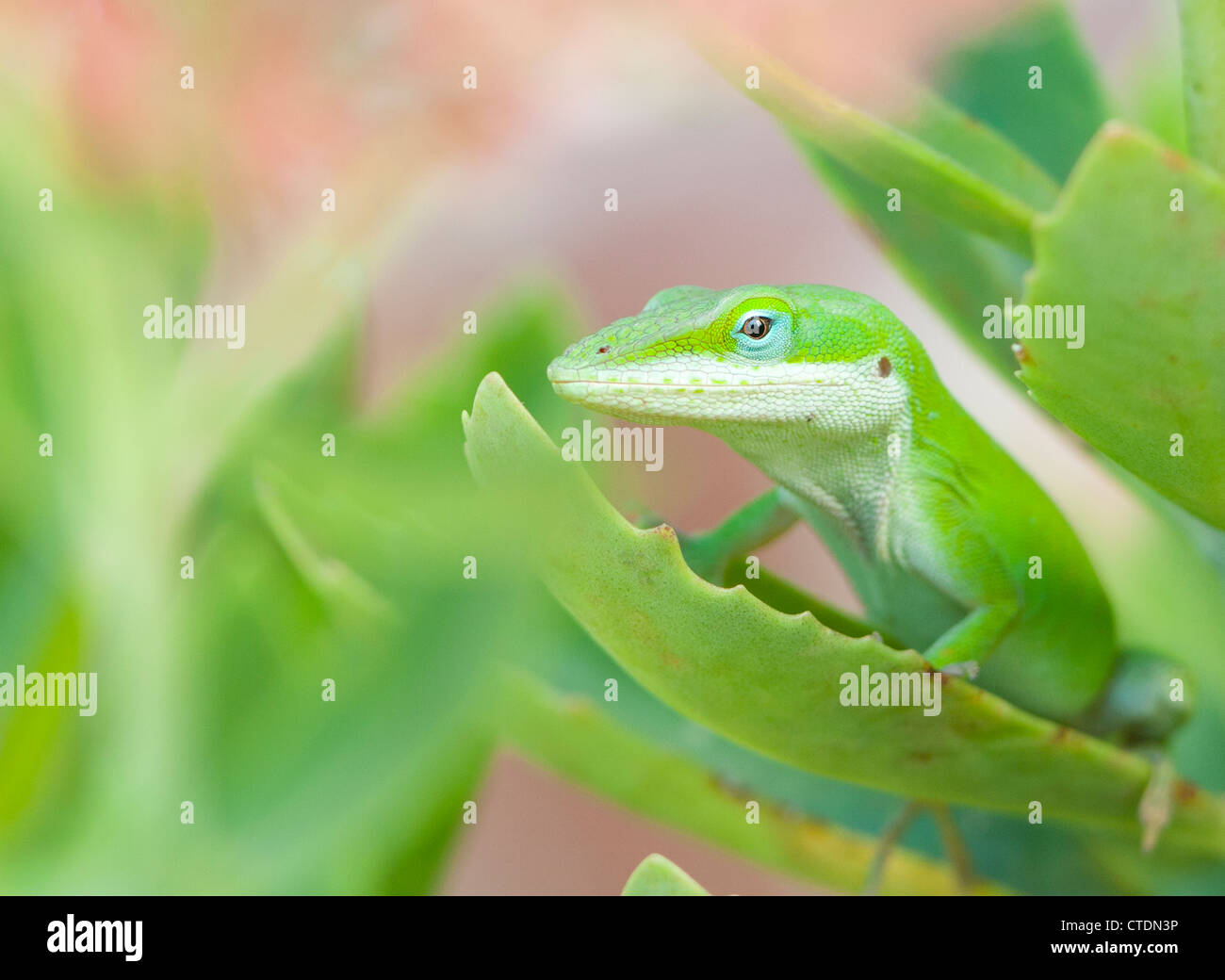 green anole “Anolis carolinensis” Stock Photo - Alamy