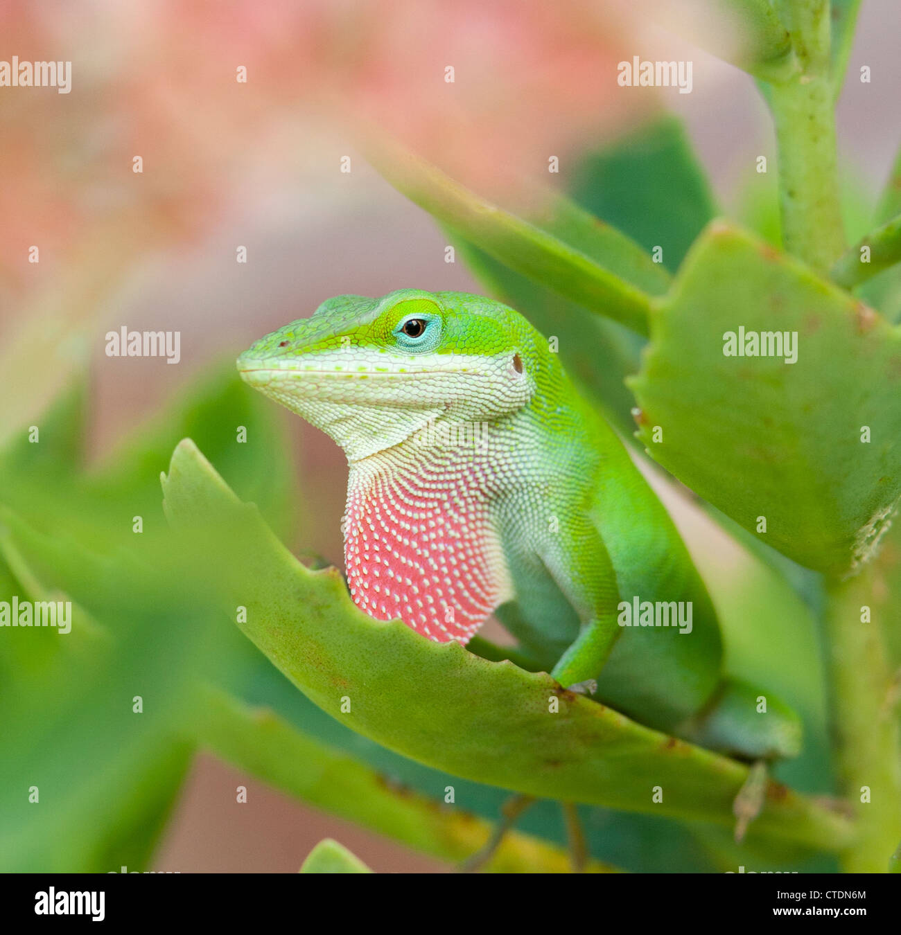 Anole hunting hi-res stock photography and images - Alamy