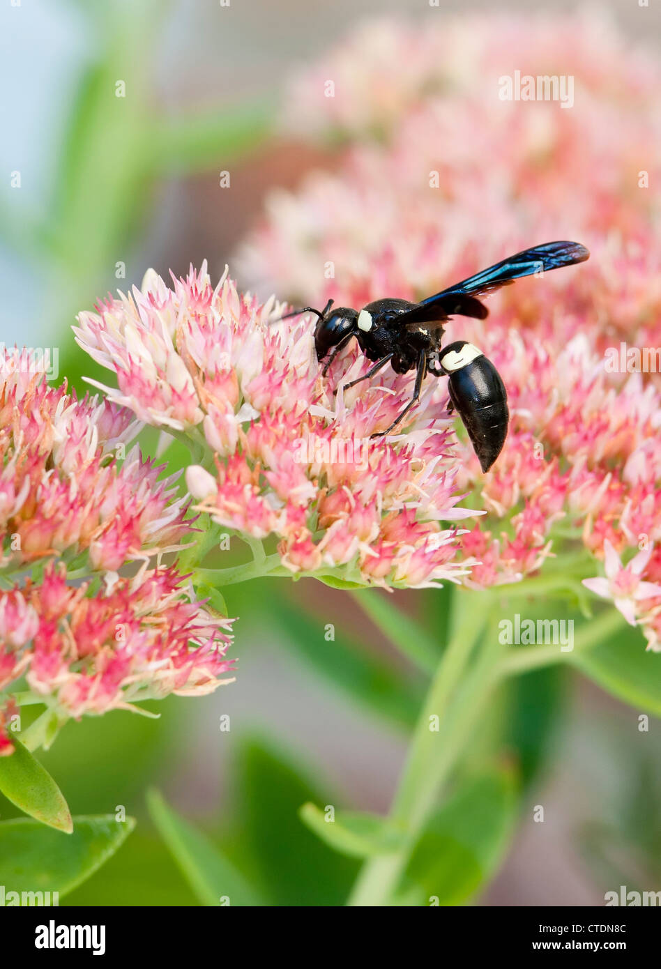 Dauber hi-res stock photography and images - Alamy
