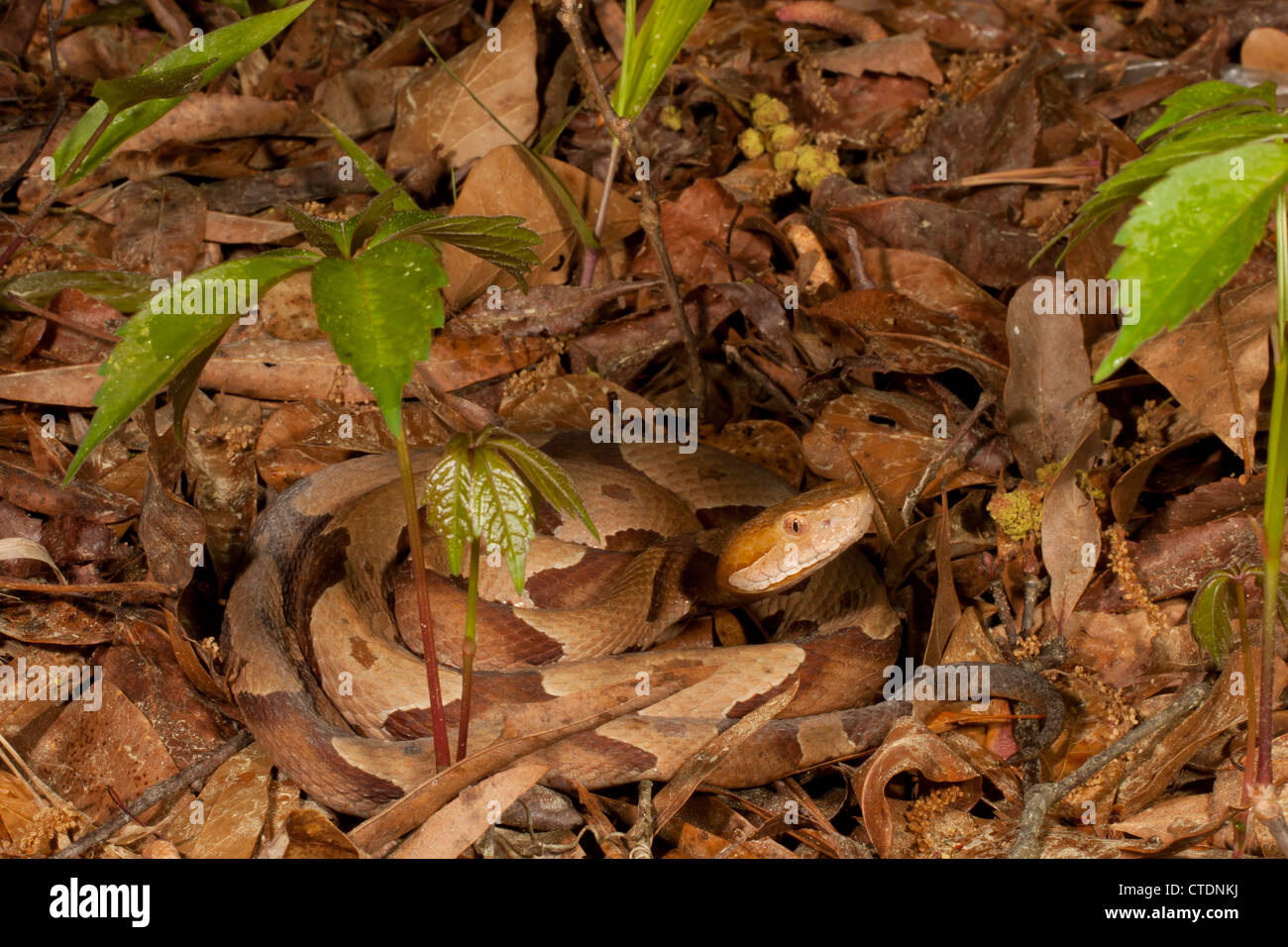Southern copperhead snake (Agkistrodon contortrix contortrix) coiled in ...