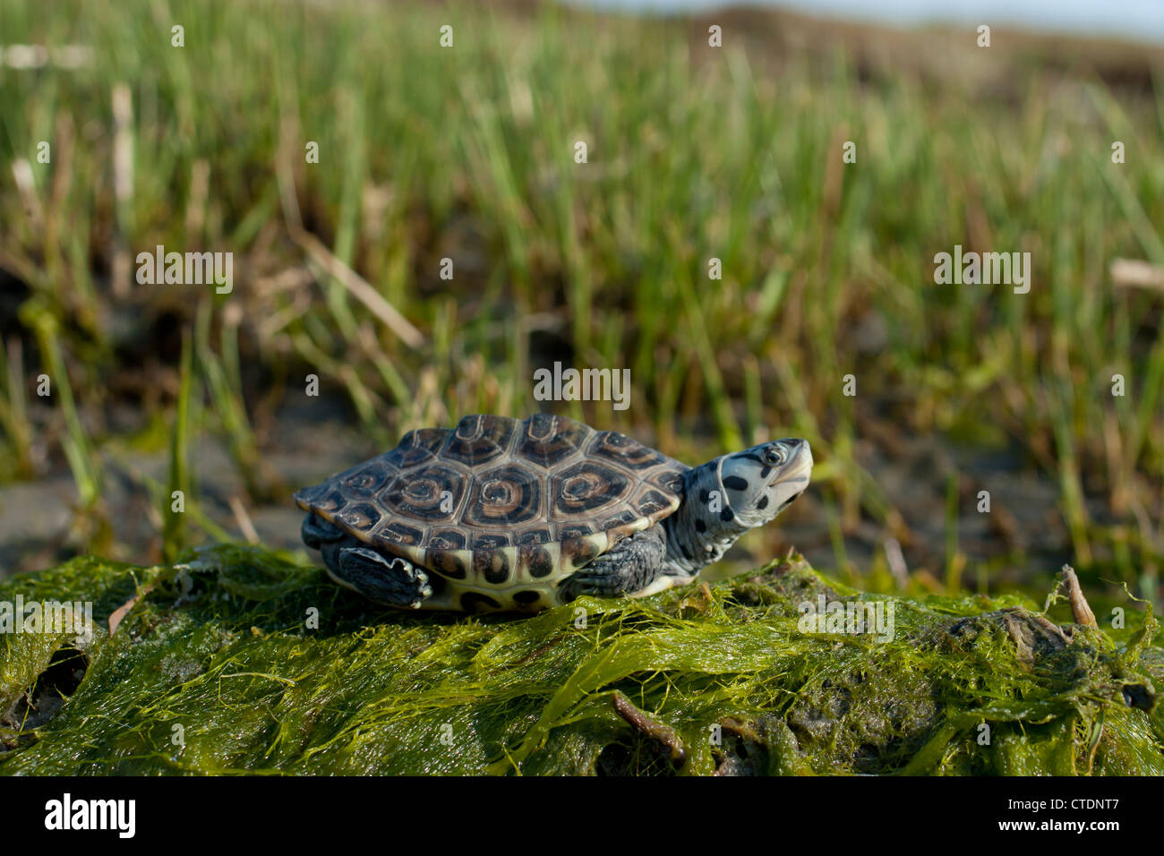 Concentric Diamondback Terrapin