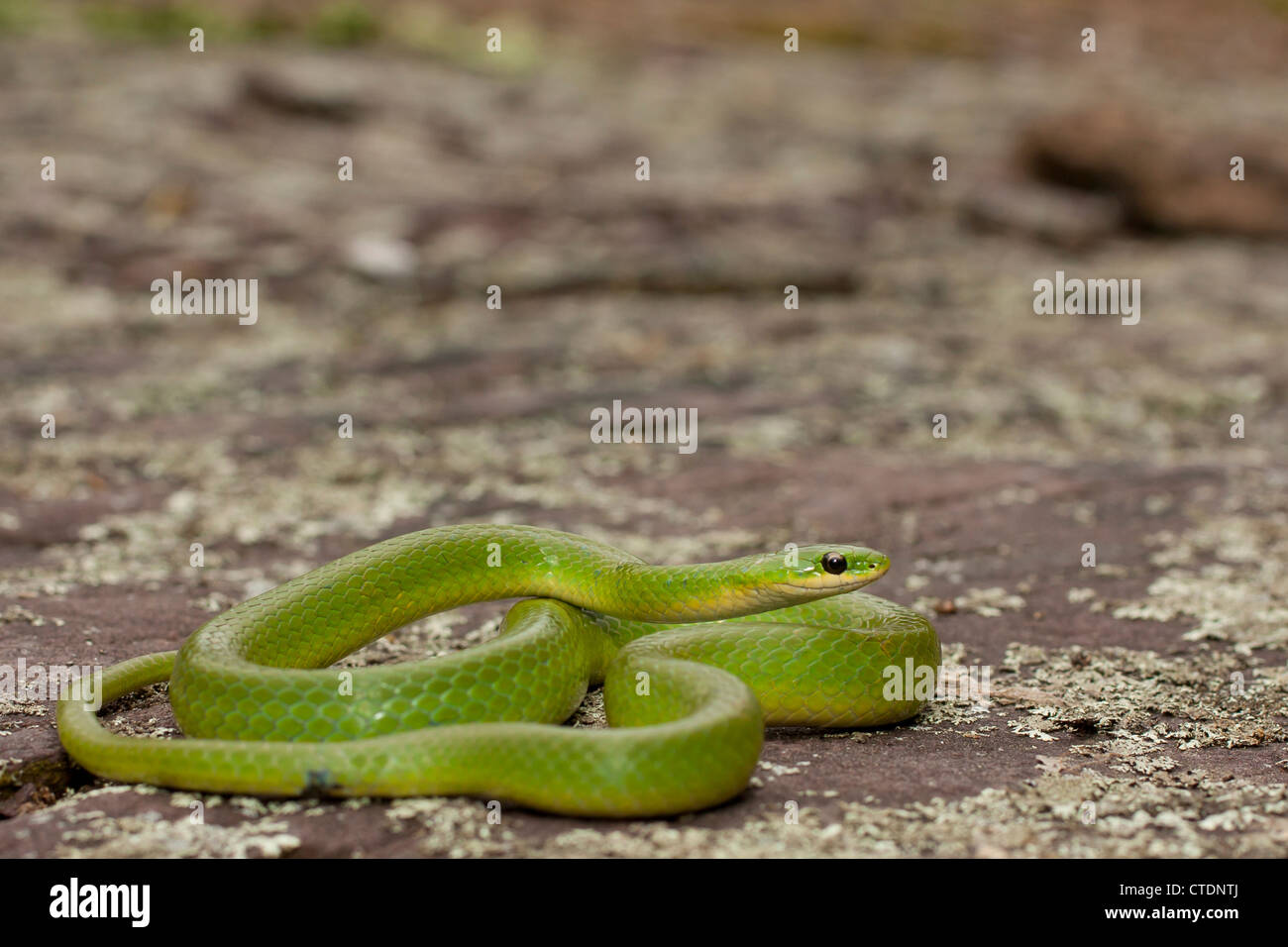 Smooth green snake hi-res stock photography and images - Alamy