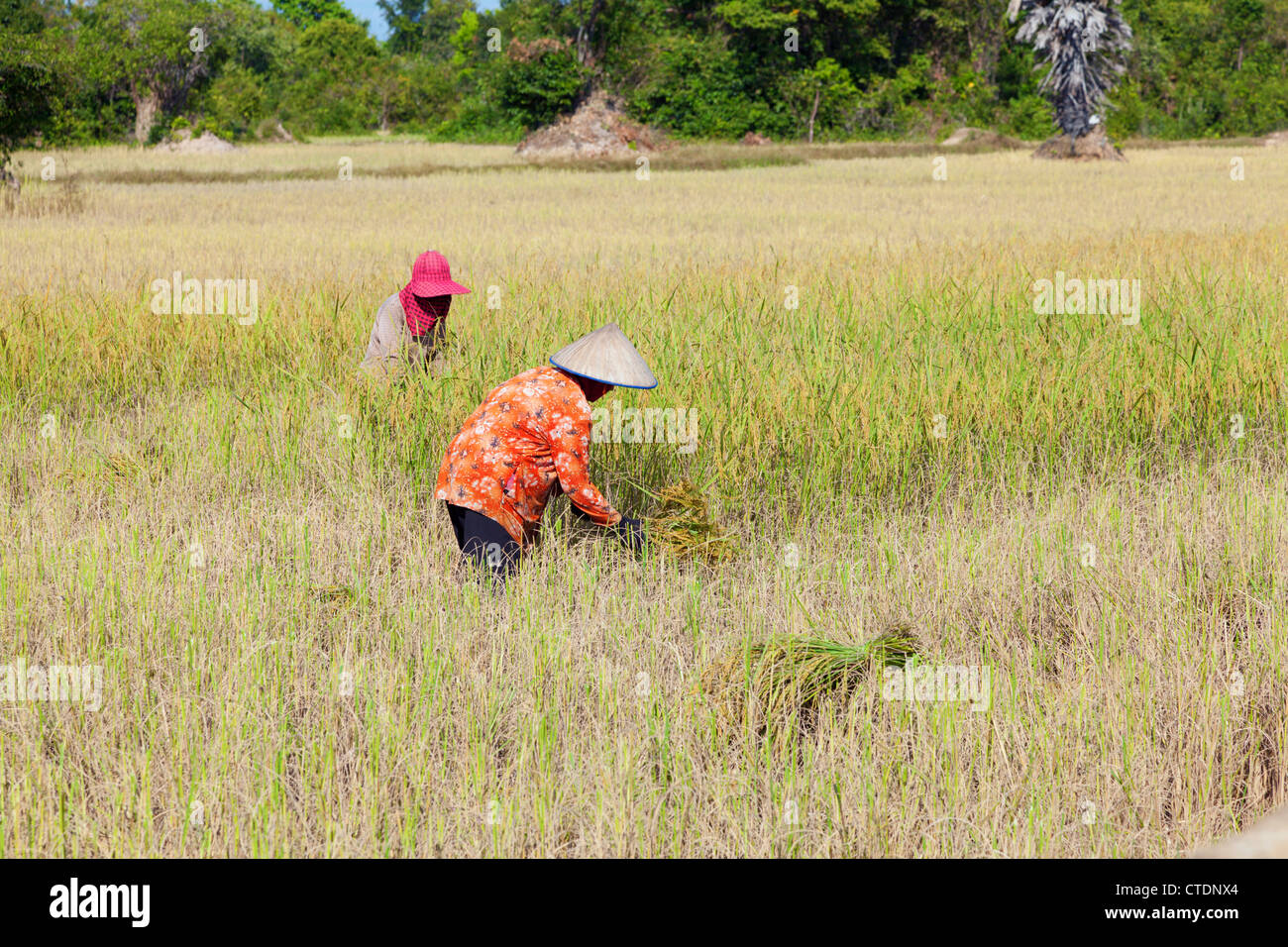 Cambodia rice field working hi-res stock photography and images - Alamy