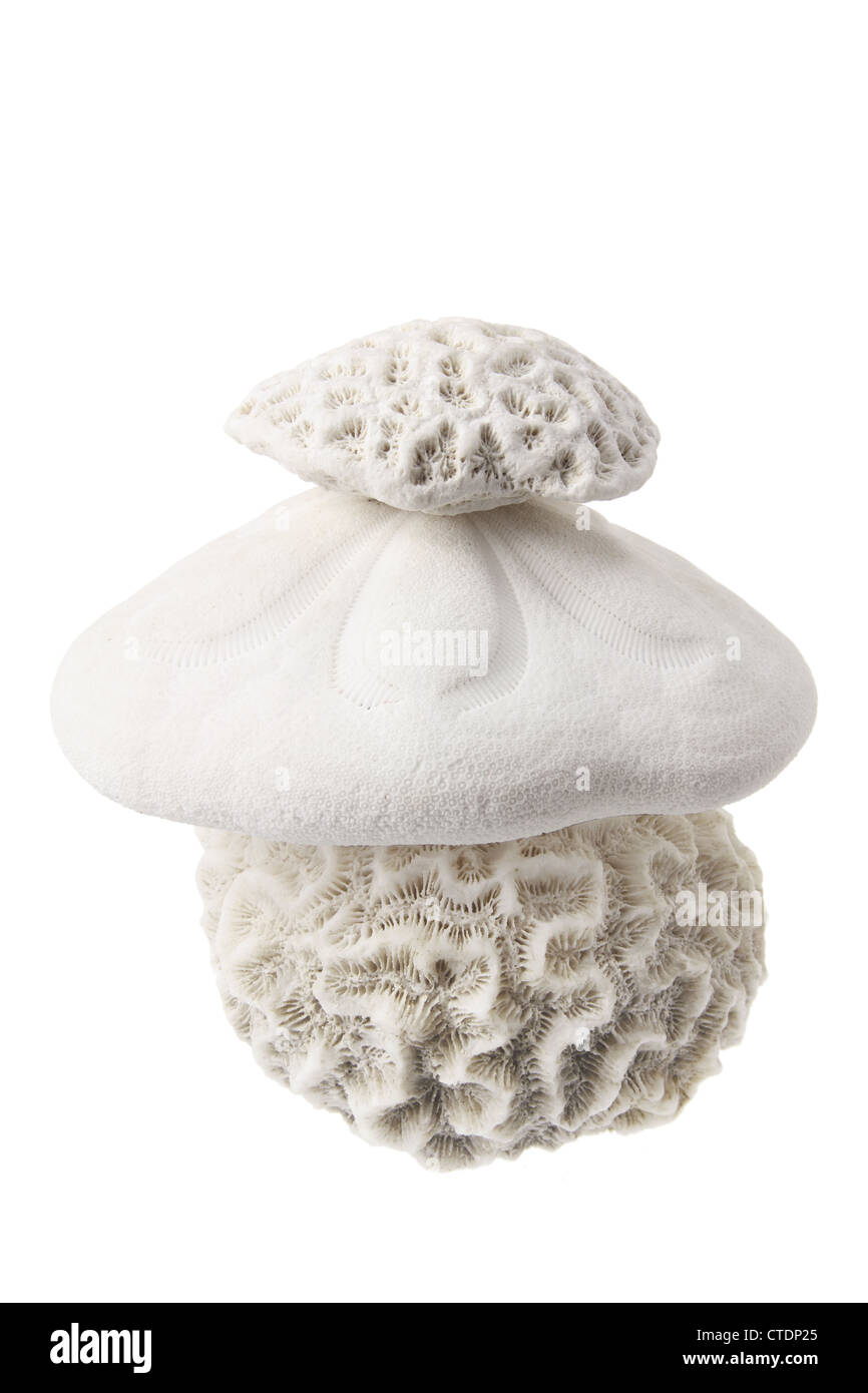 Stack of Corals Stock Photo - Alamy