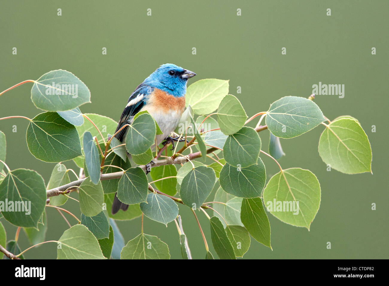 Lazuli Bunting bird songbird perching perched in Aspen Tree Stock Photo ...