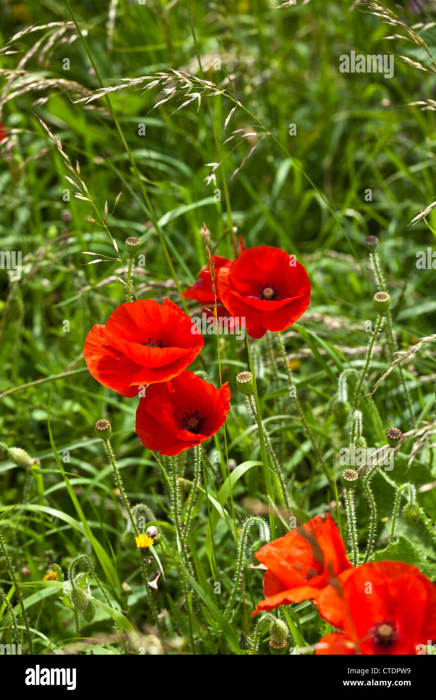 Poppies flanders field france hi-res stock photography and images - Alamy