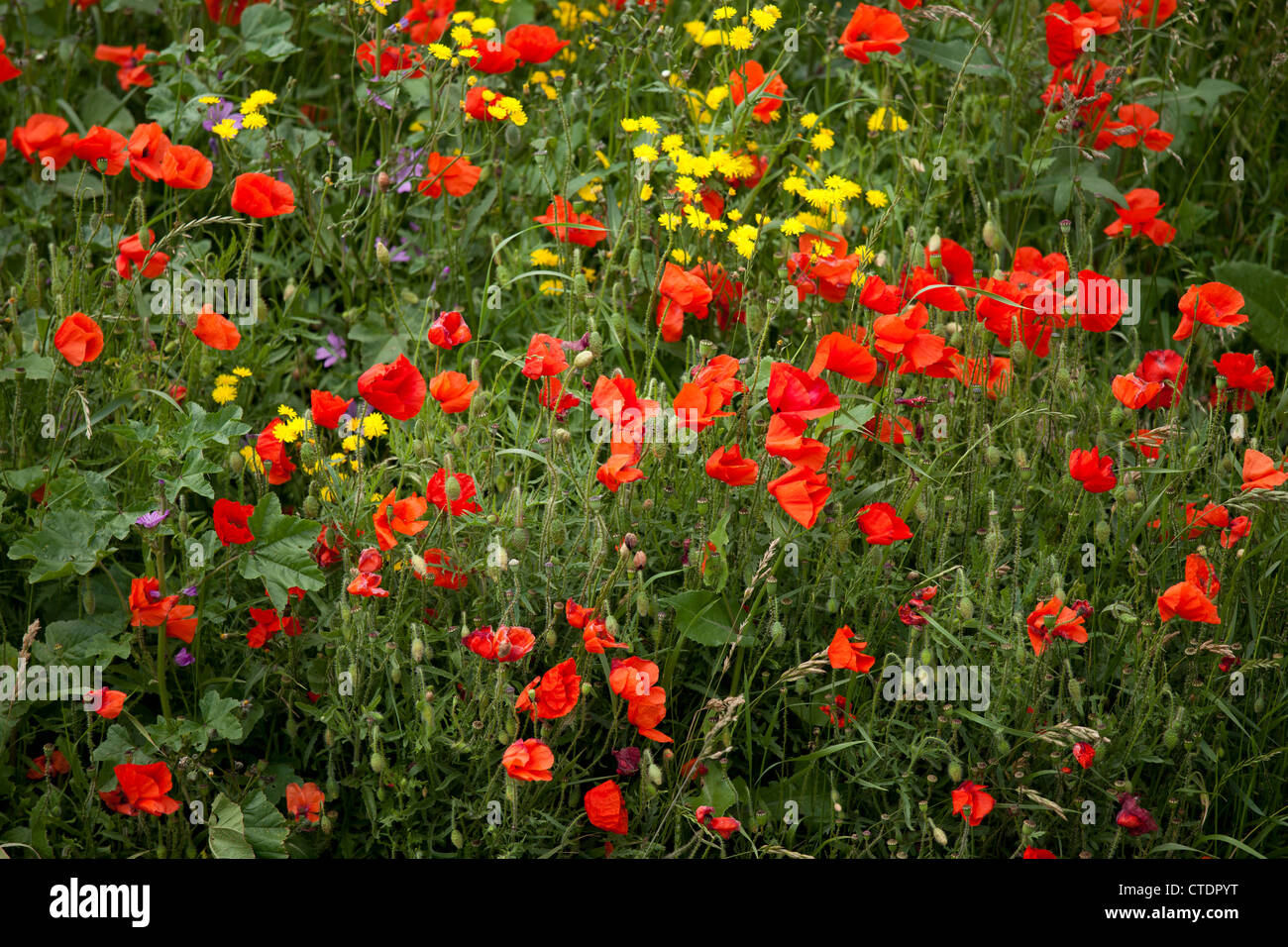 Summer hedgerow hi-res stock photography and images - Alamy