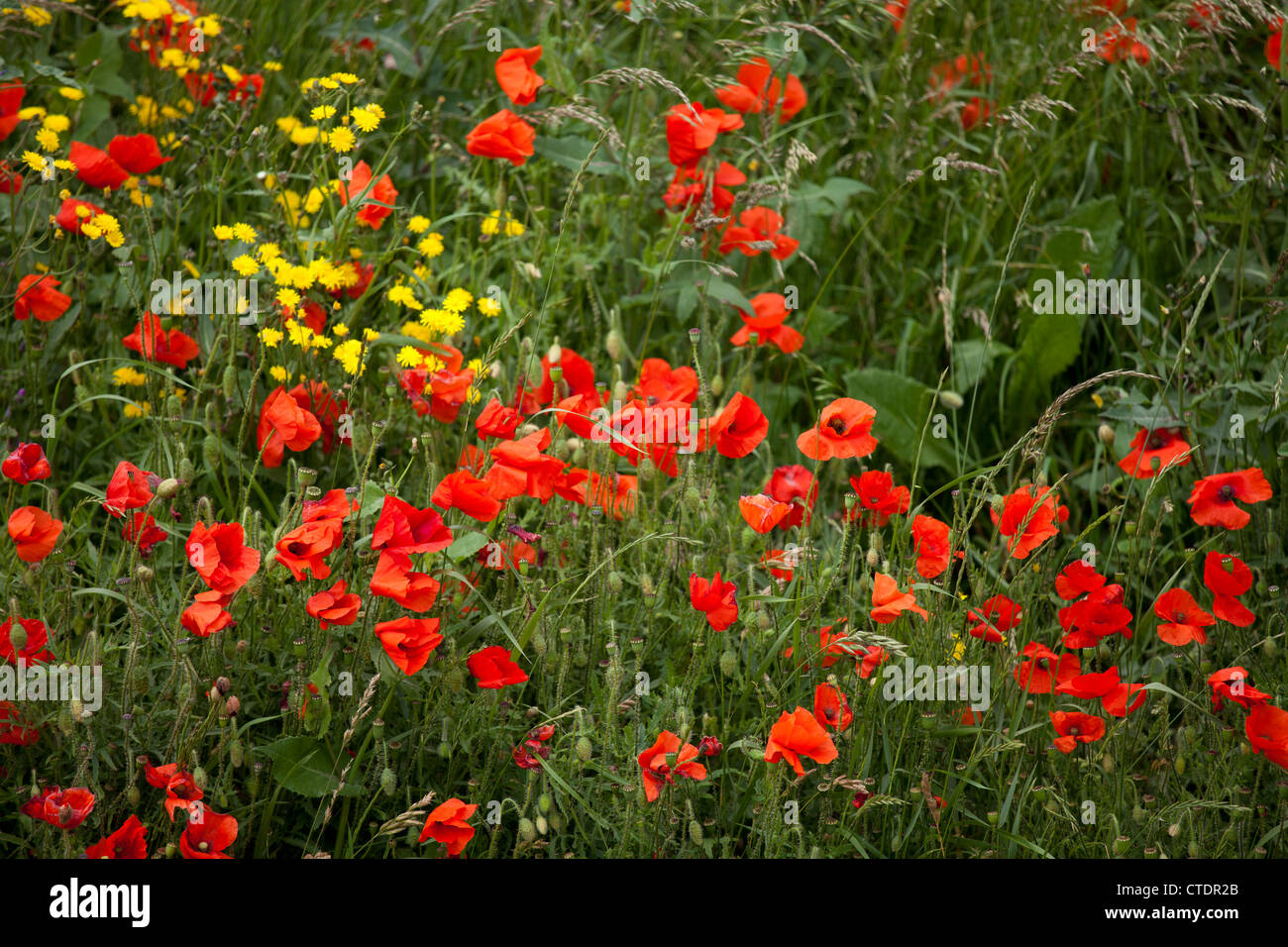 Bright red poppies in an English summer hedgerow Stock Photo - Alamy