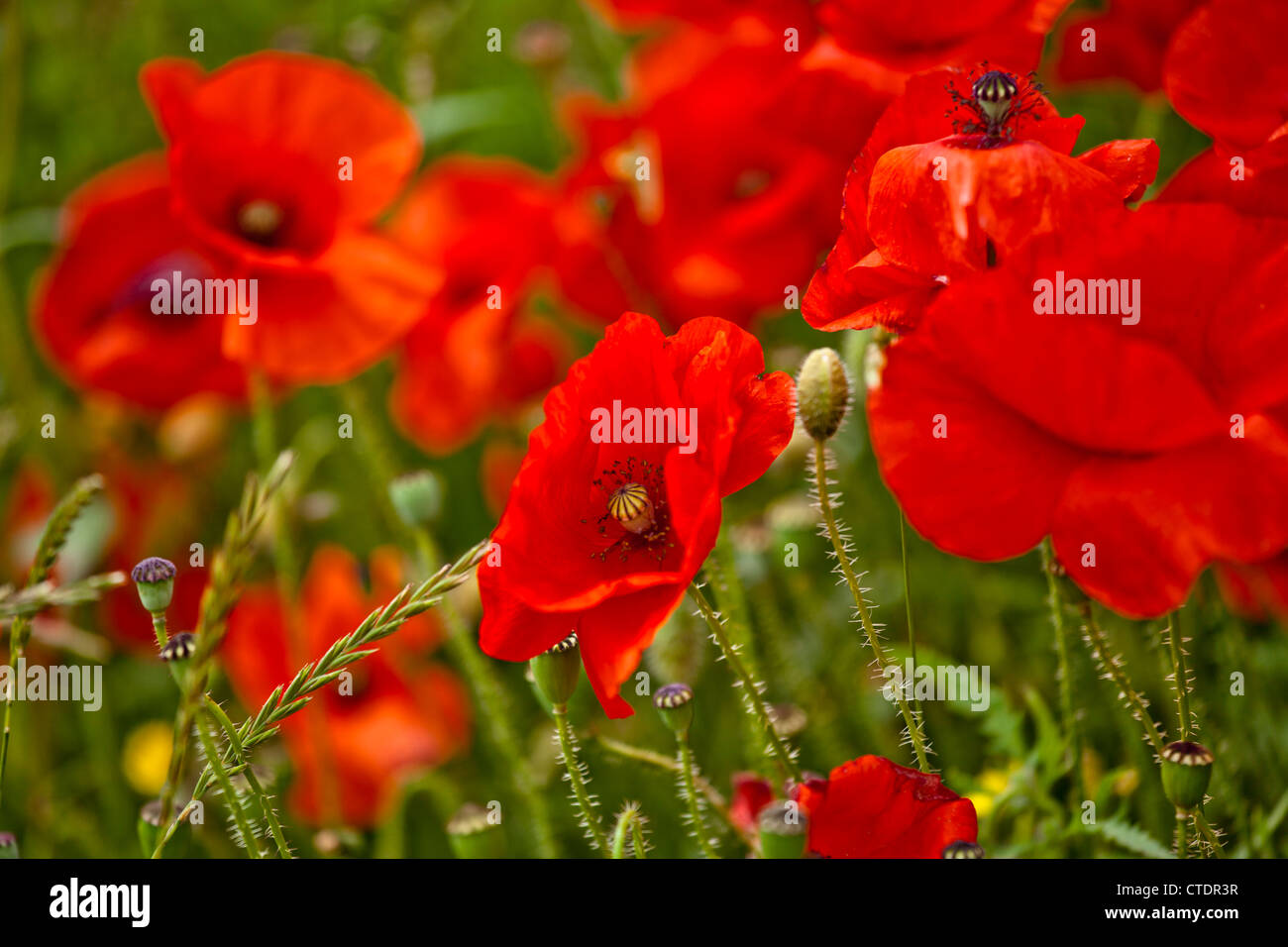 Bright red poppies in an English summer hedgerow Stock Photo - Alamy
