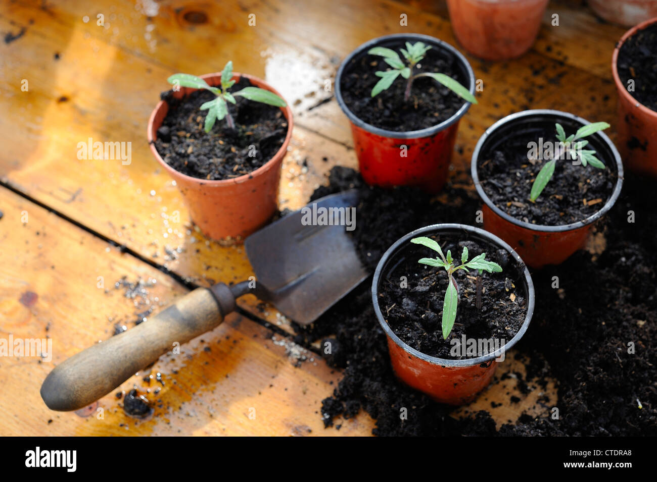 Potting bench scene with tomato seedlings in plastic flowerpots with ...